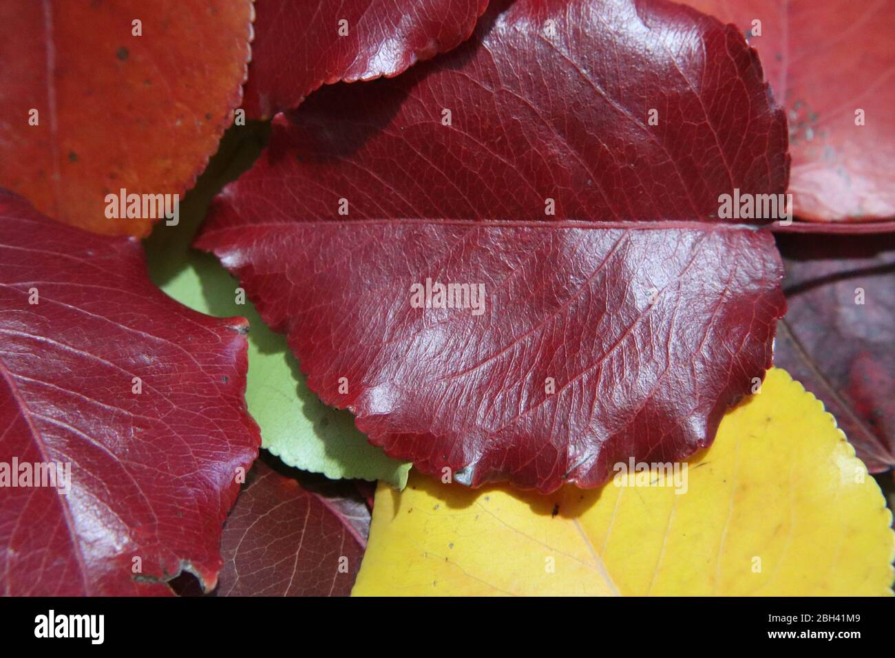 Closeup of the glossy and colorful autumn leaves of a Callery pear tree ...