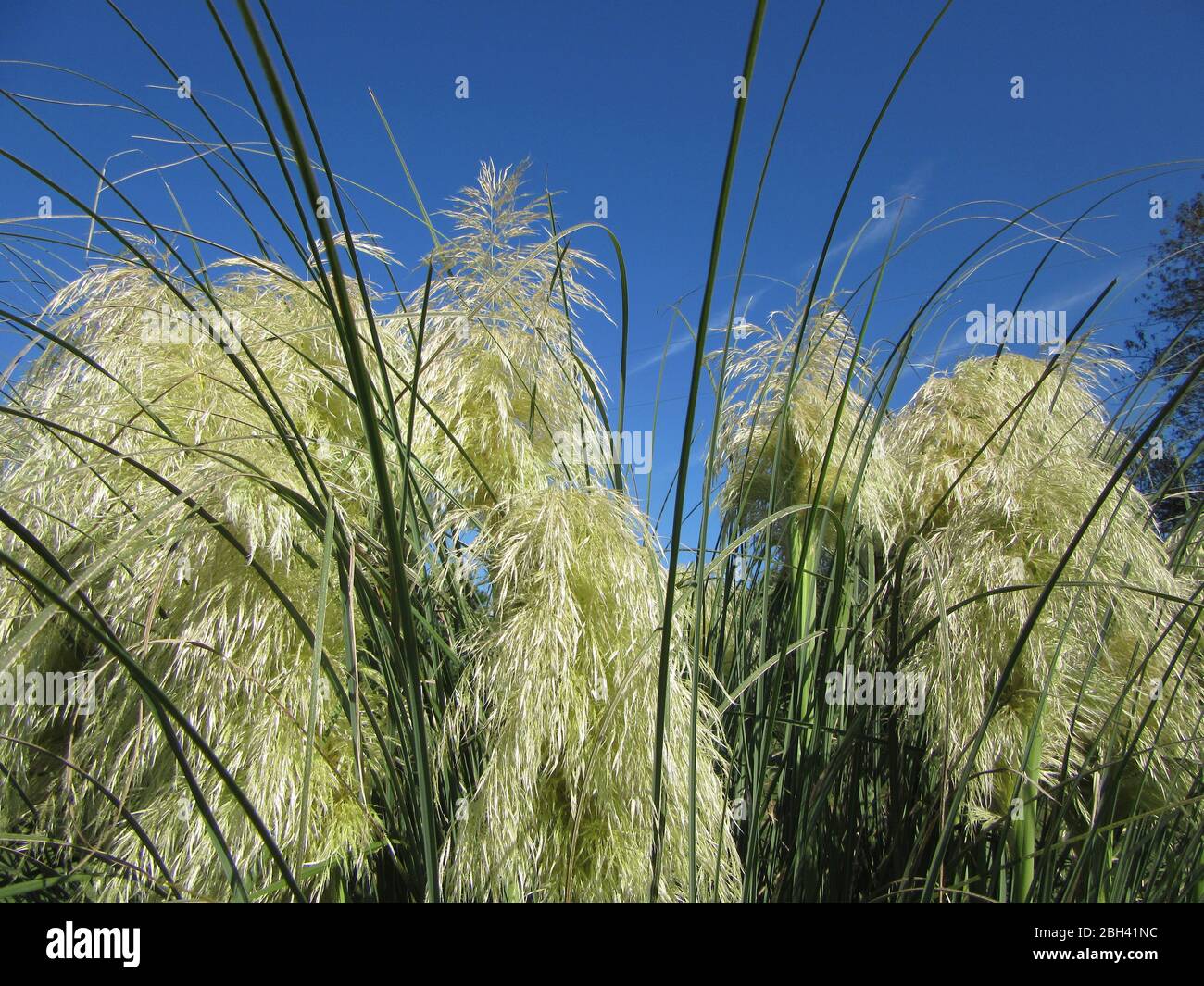 The sunlight shines through fronds of pampas grass, contrasting vividly ...
