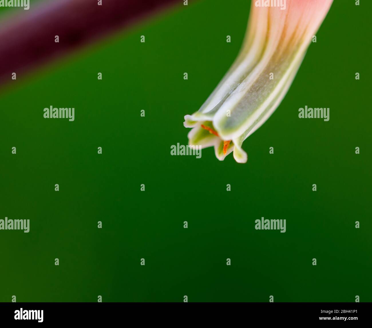 Tubular flower macro of a succulent plant with green background Stock ...