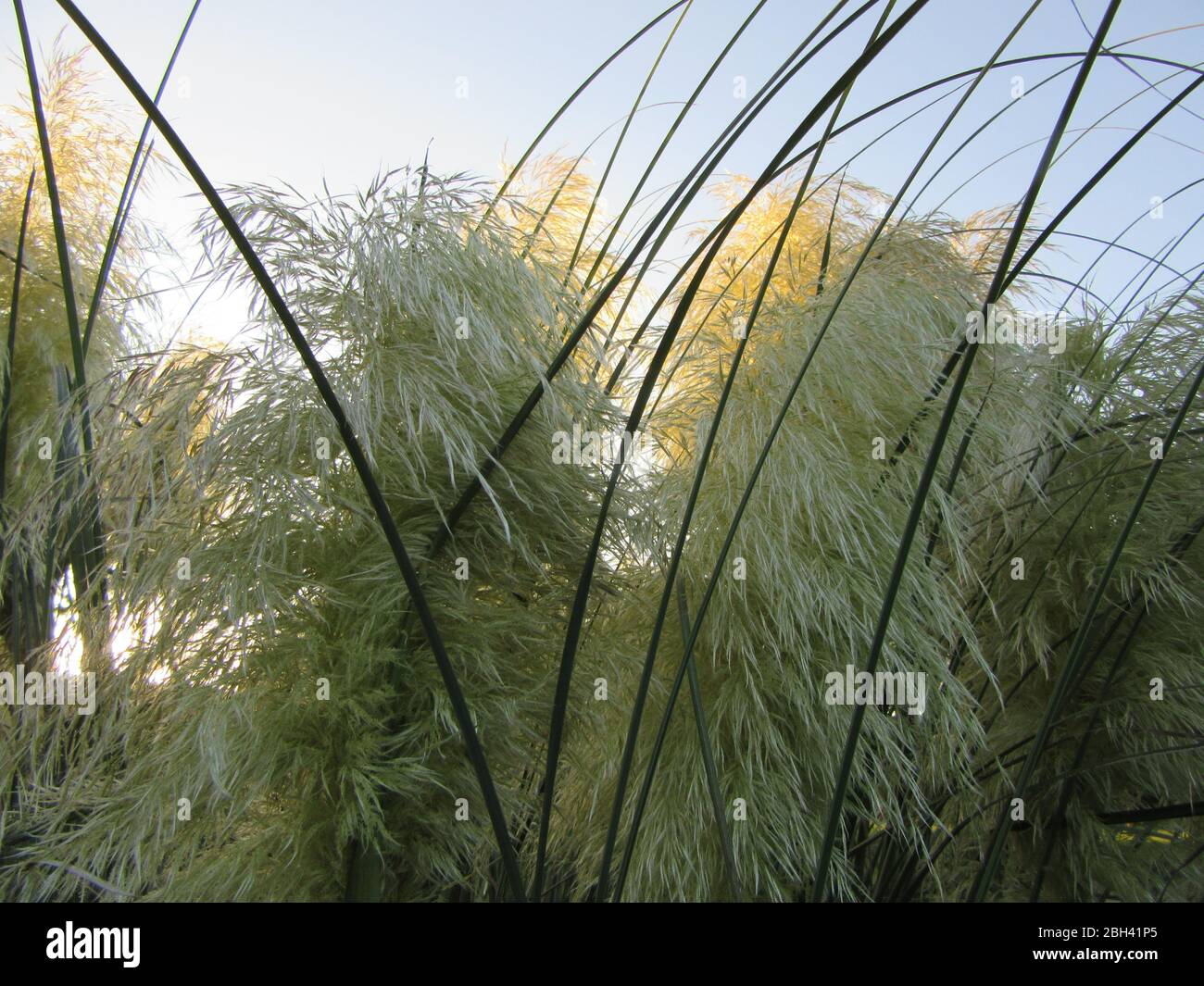 The sunlight shines through fronds of pampas grass, contrasting vividly ...