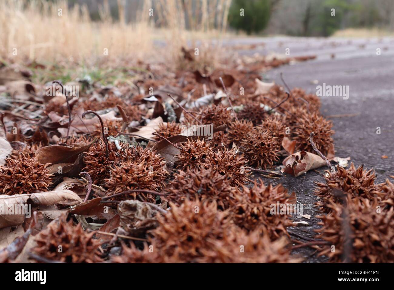 Prickly seed pods hi-res stock photography and images - Alamy