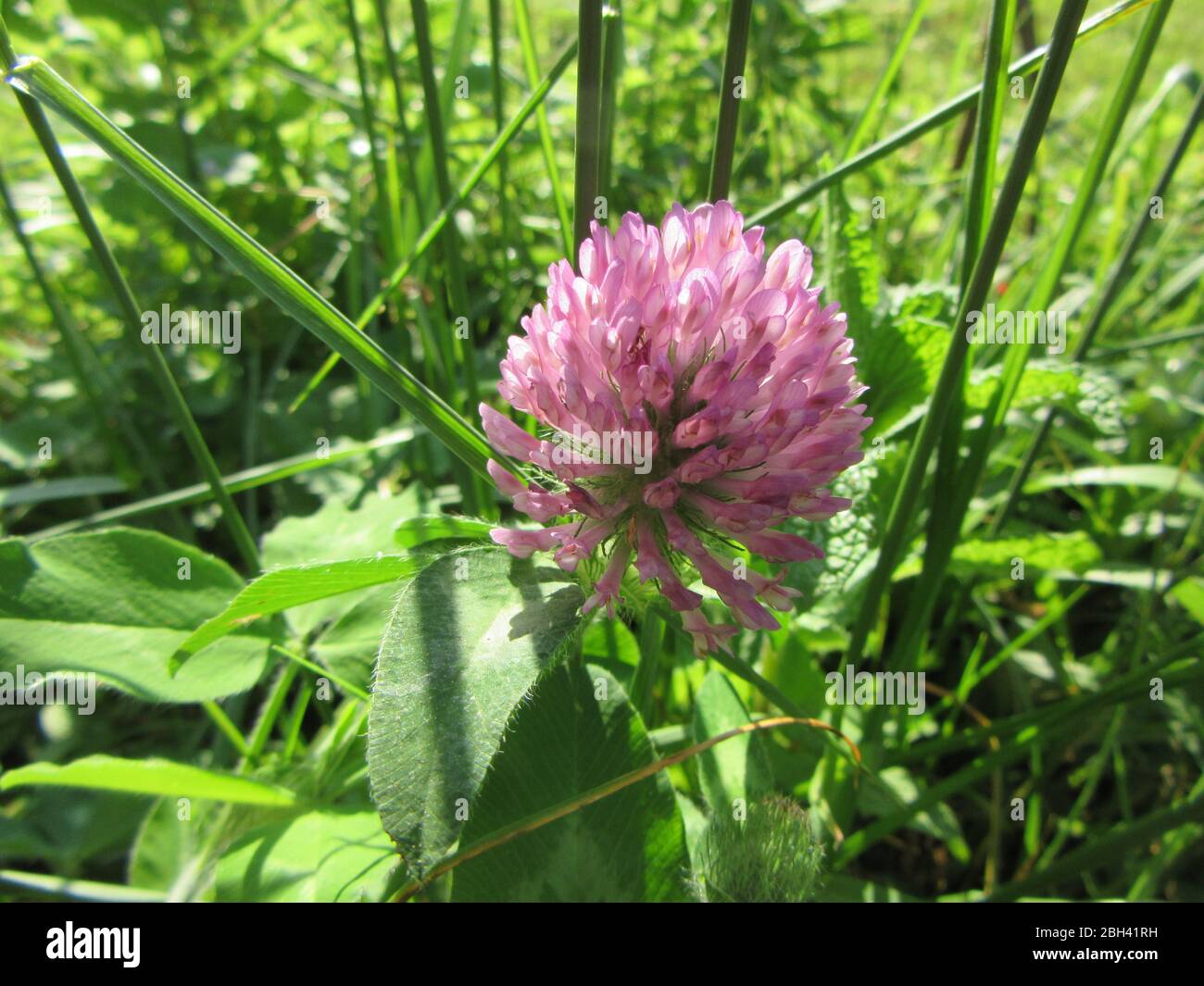 A bright purple bloom of a clover flower in the early spring Stock ...