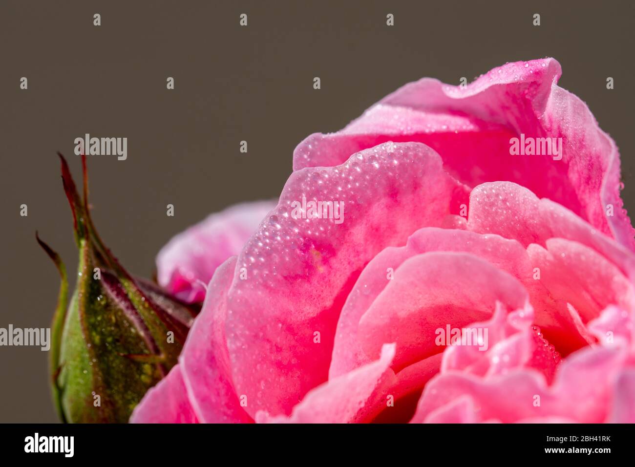 Dew drops wallpaper hi-res stock photography and images - Alamy