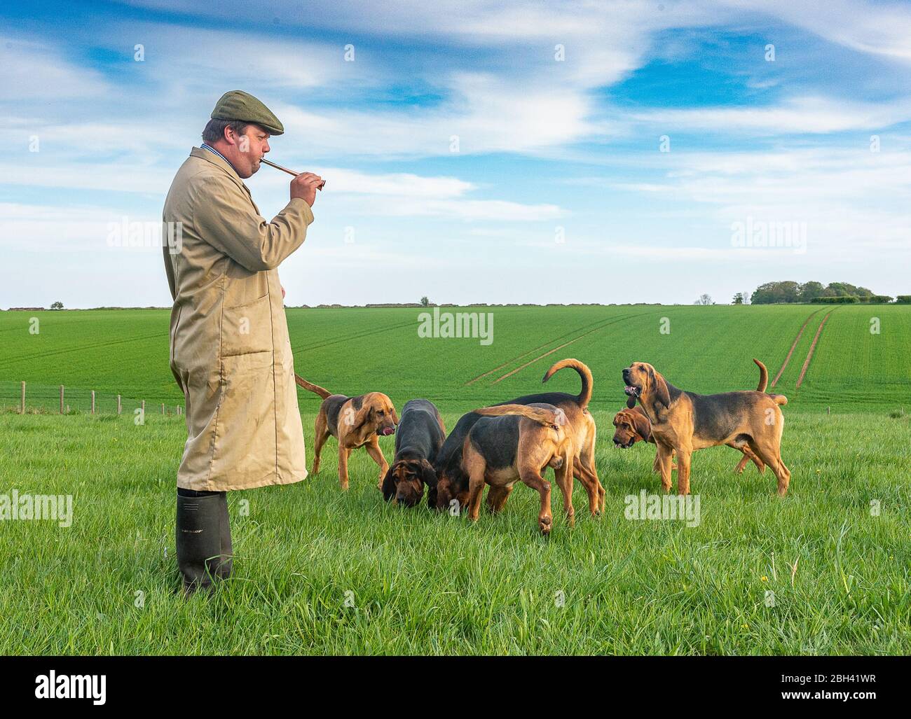 Huntsman blowing horn hi-res stock photography and images - Alamy