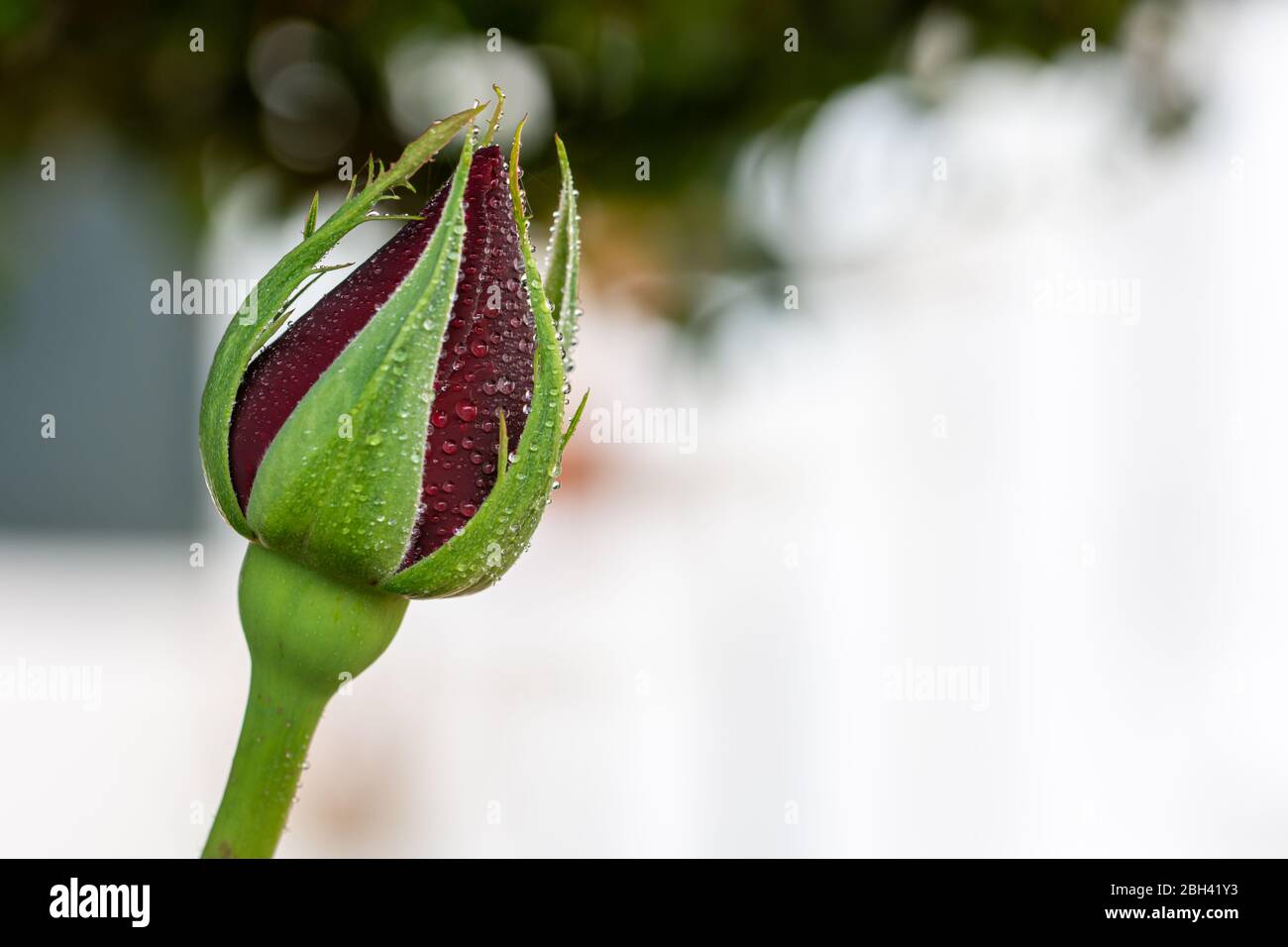Small rose bud hi-res stock photography and images - Alamy
