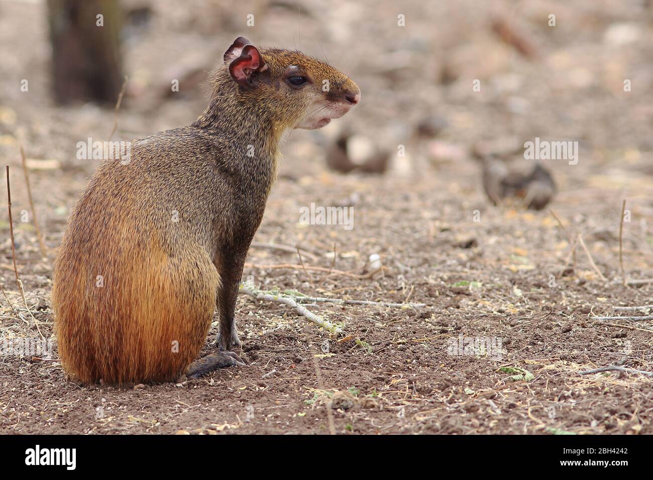 Dasyprocta leporina hi-res stock photography and images - Alamy