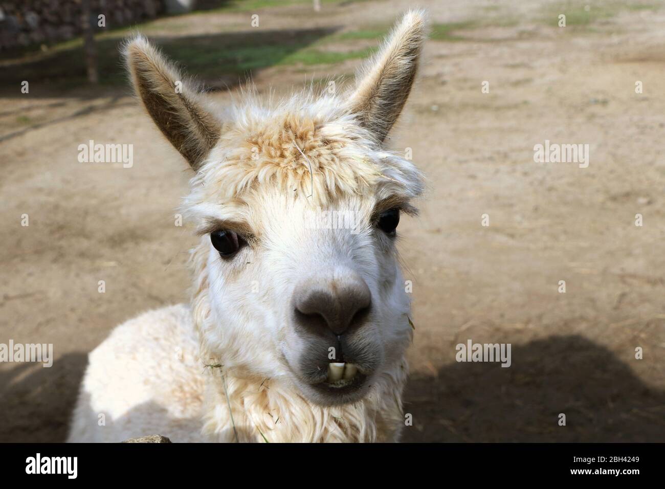 Grimacing animal hi-res stock photography and images - Alamy