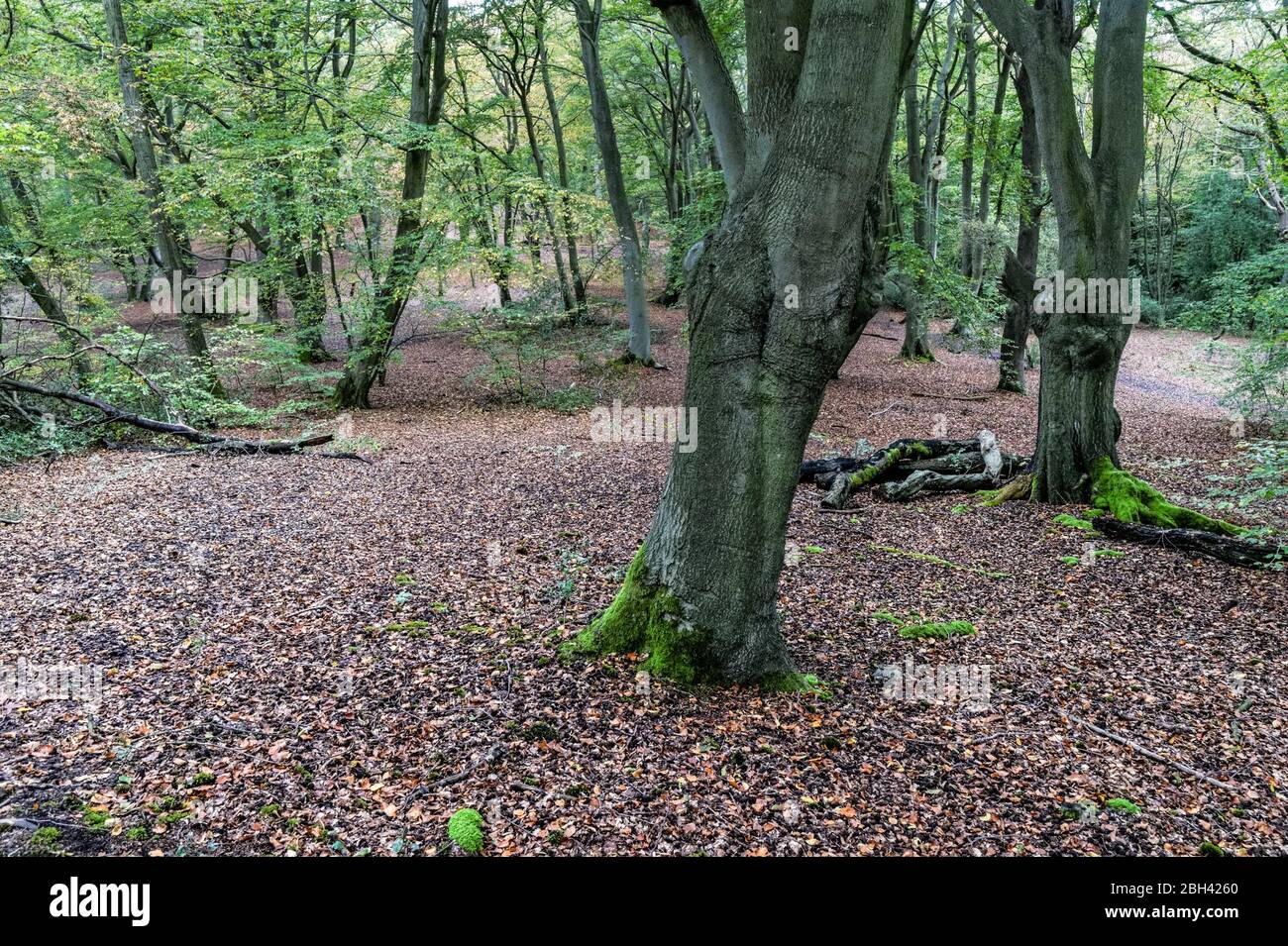 England forest trees autumn woods nature hi-res stock photography and ...