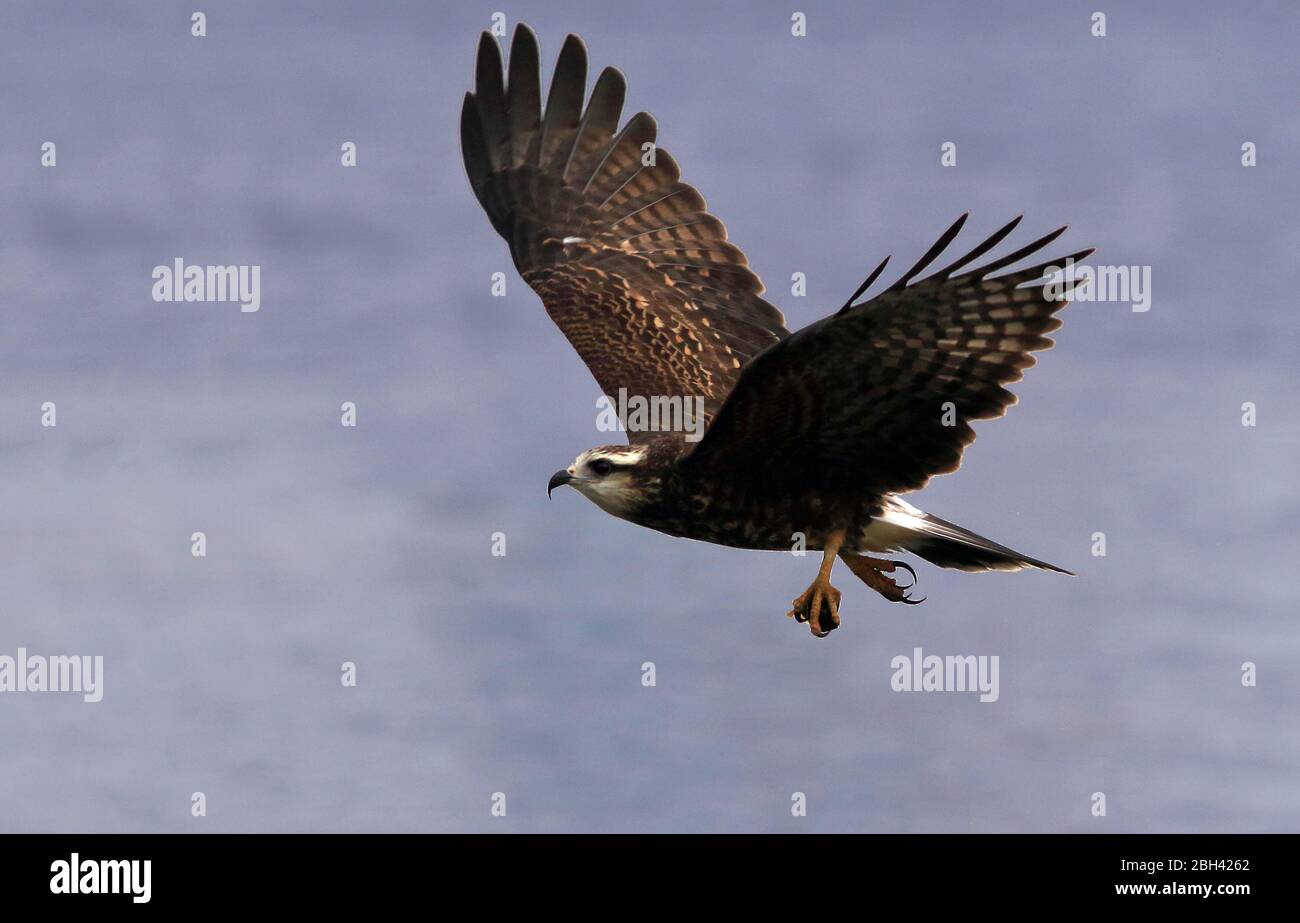 photo of a Snail Kite flying with a snail in its paw Stock Photo - Alamy