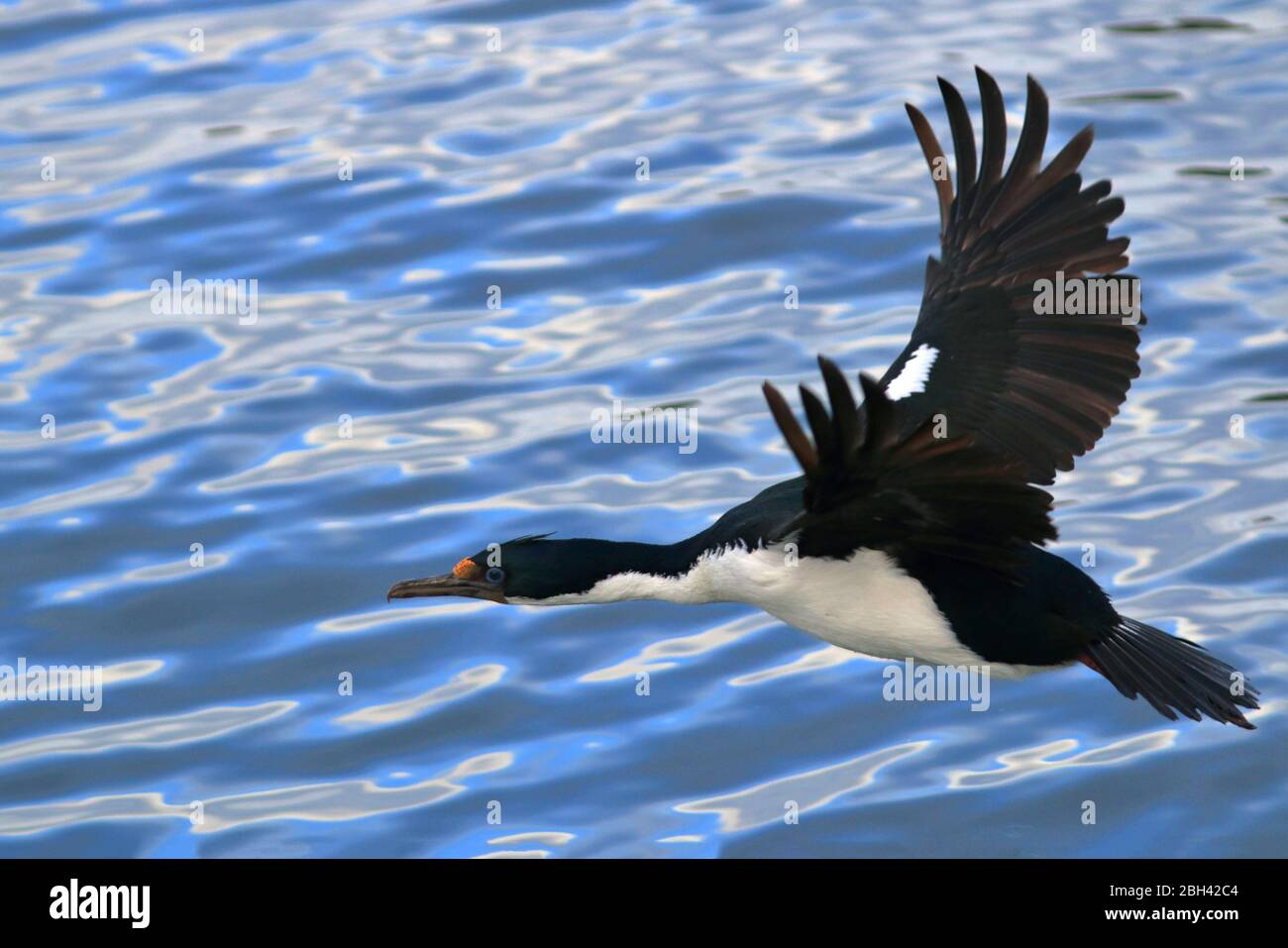 photo of an Imperial shag flying over the ocean in the beagle channel ...