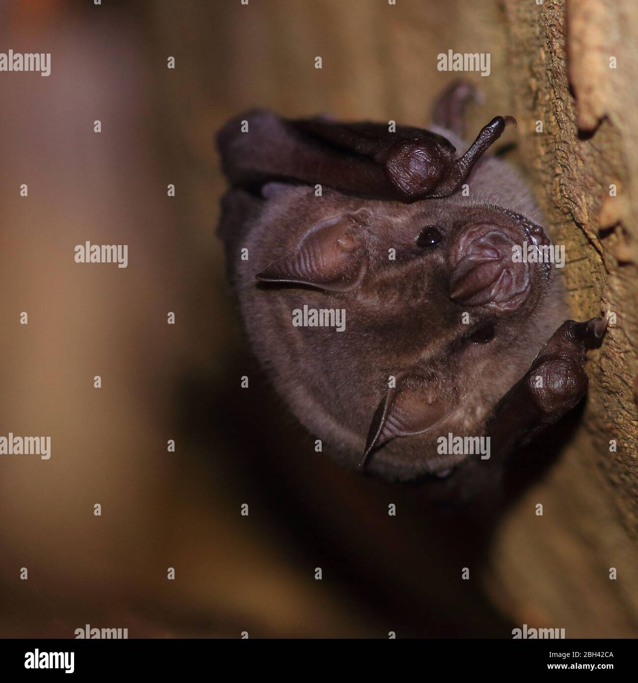 Artibeus planirostris hi-res stock photography and images - Alamy