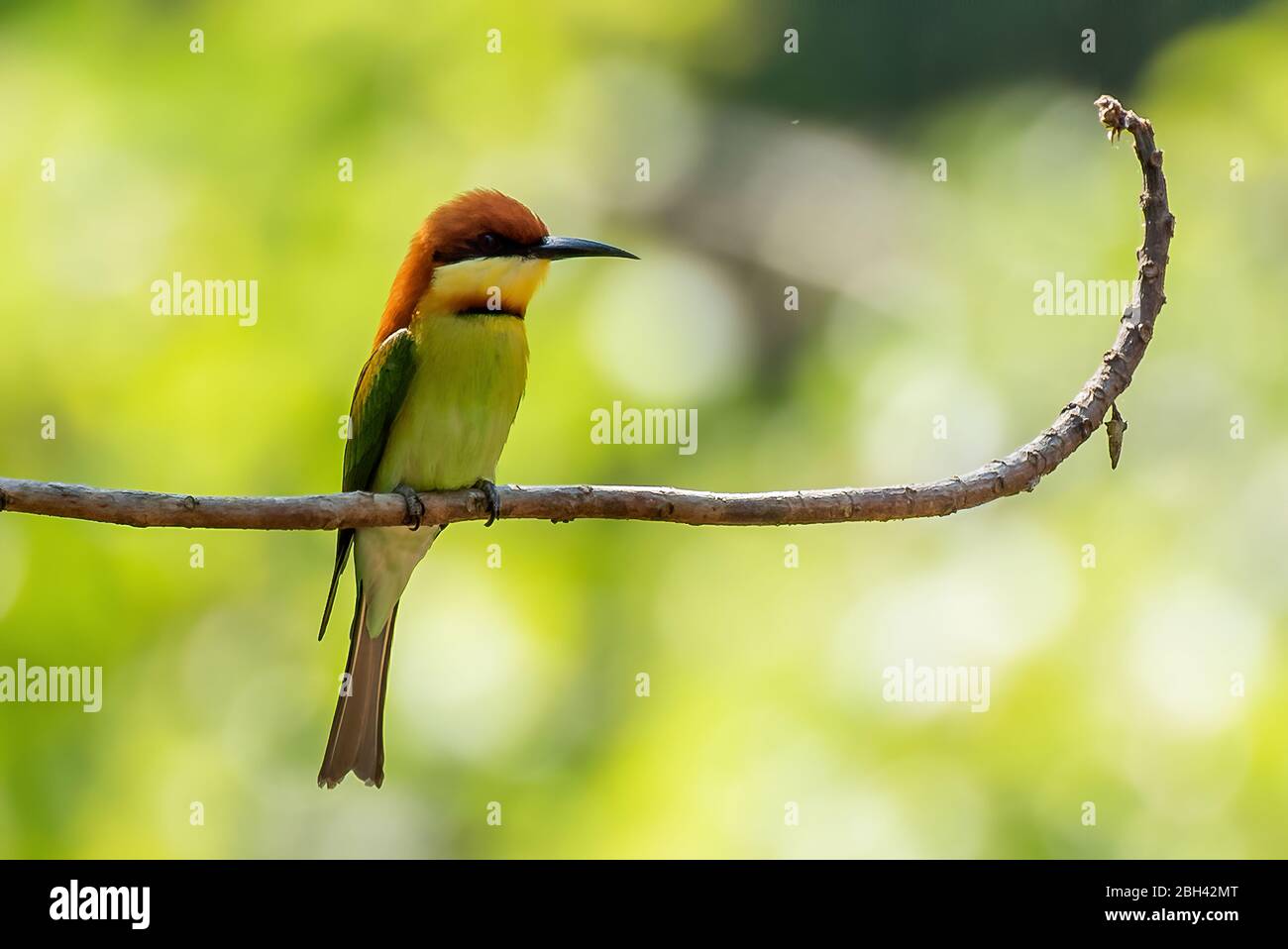 Chestnut-headed Bee-eater at Arippa Forest Range Stock Photo - Alamy