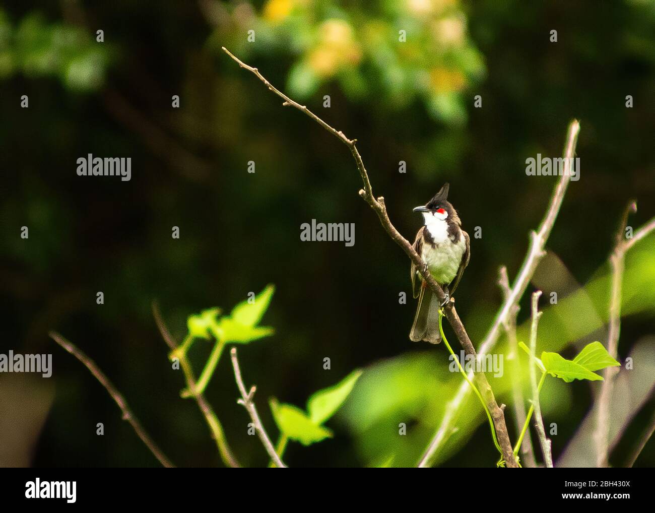 Vattavada hi-res stock photography and images - Alamy