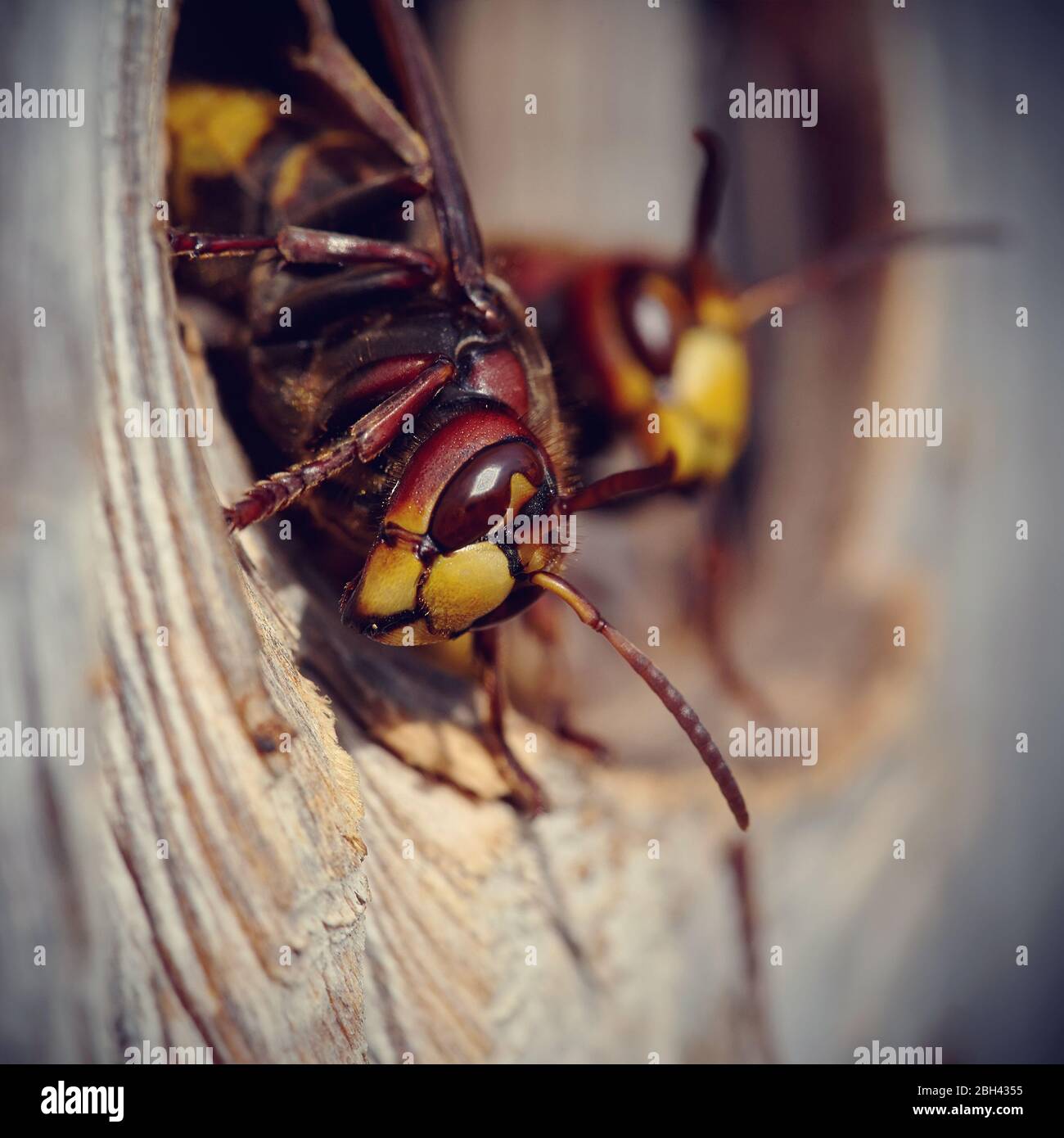 Two big wasps - hornets about an entrance to a nest Stock Photo - Alamy