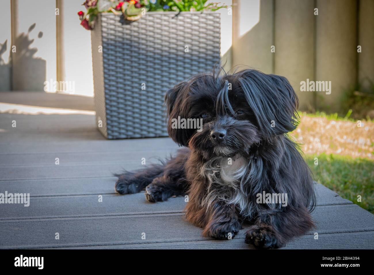 Russian bolonka zwetna hi-res stock photography and images - Alamy