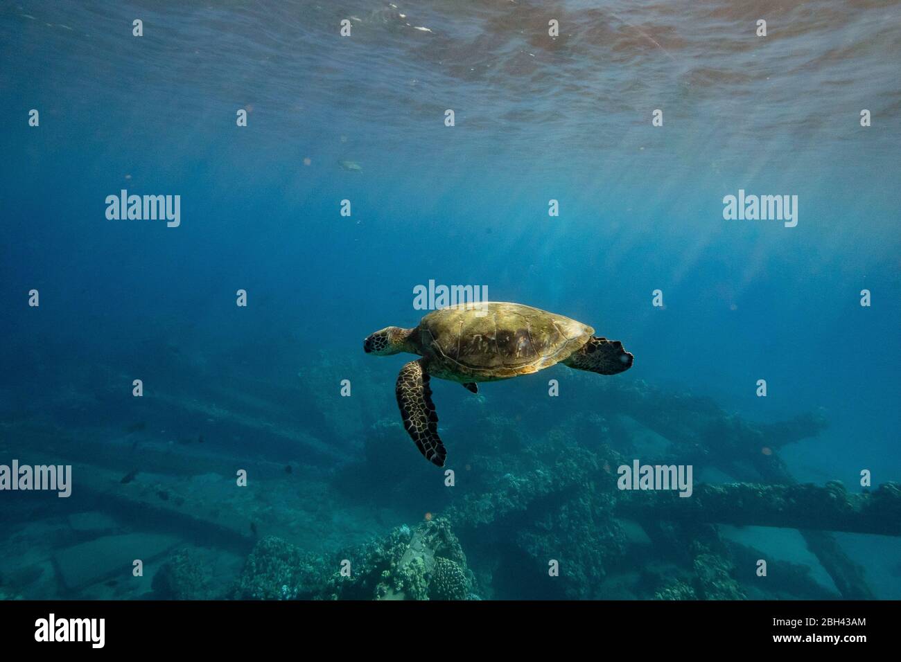 Coral reef turtle fish dolphin hi-res stock photography and images - Alamy