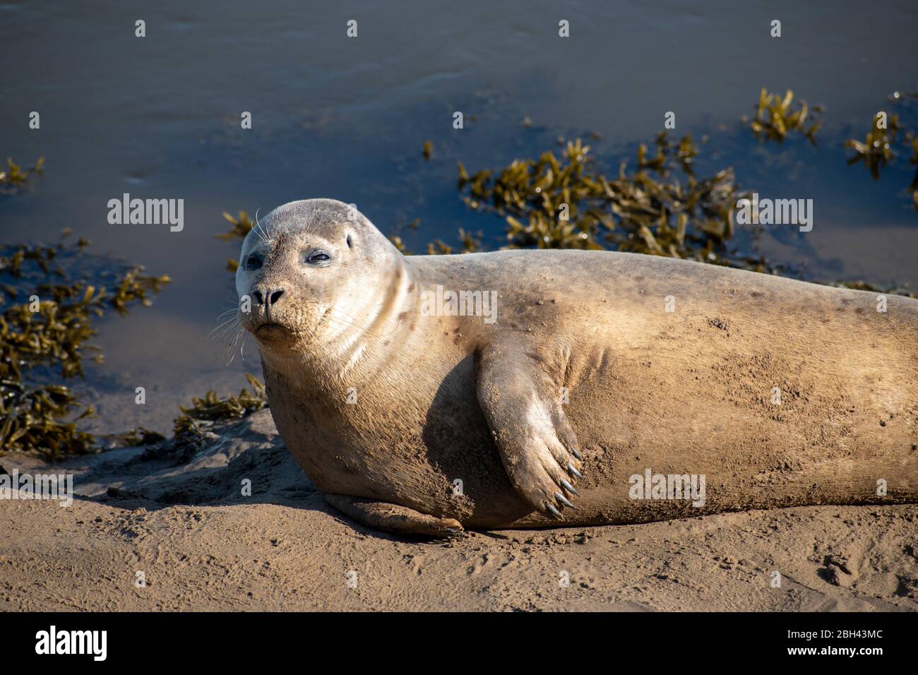 A grey seal sunbathing on the River Arun near Littlehampton, the seal ...