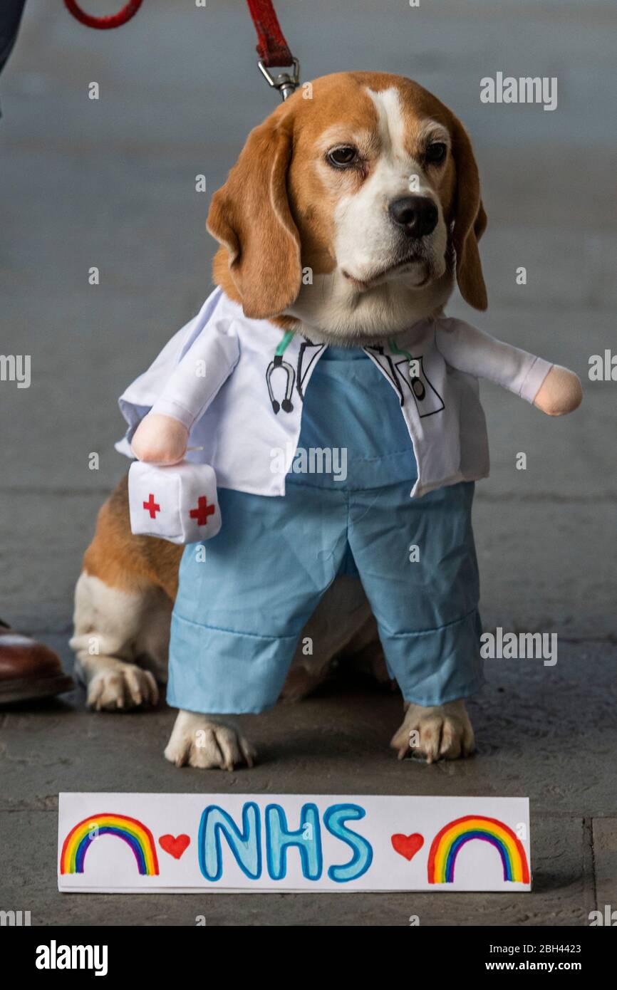 Clapping dog hi-res stock photography and images - Alamy