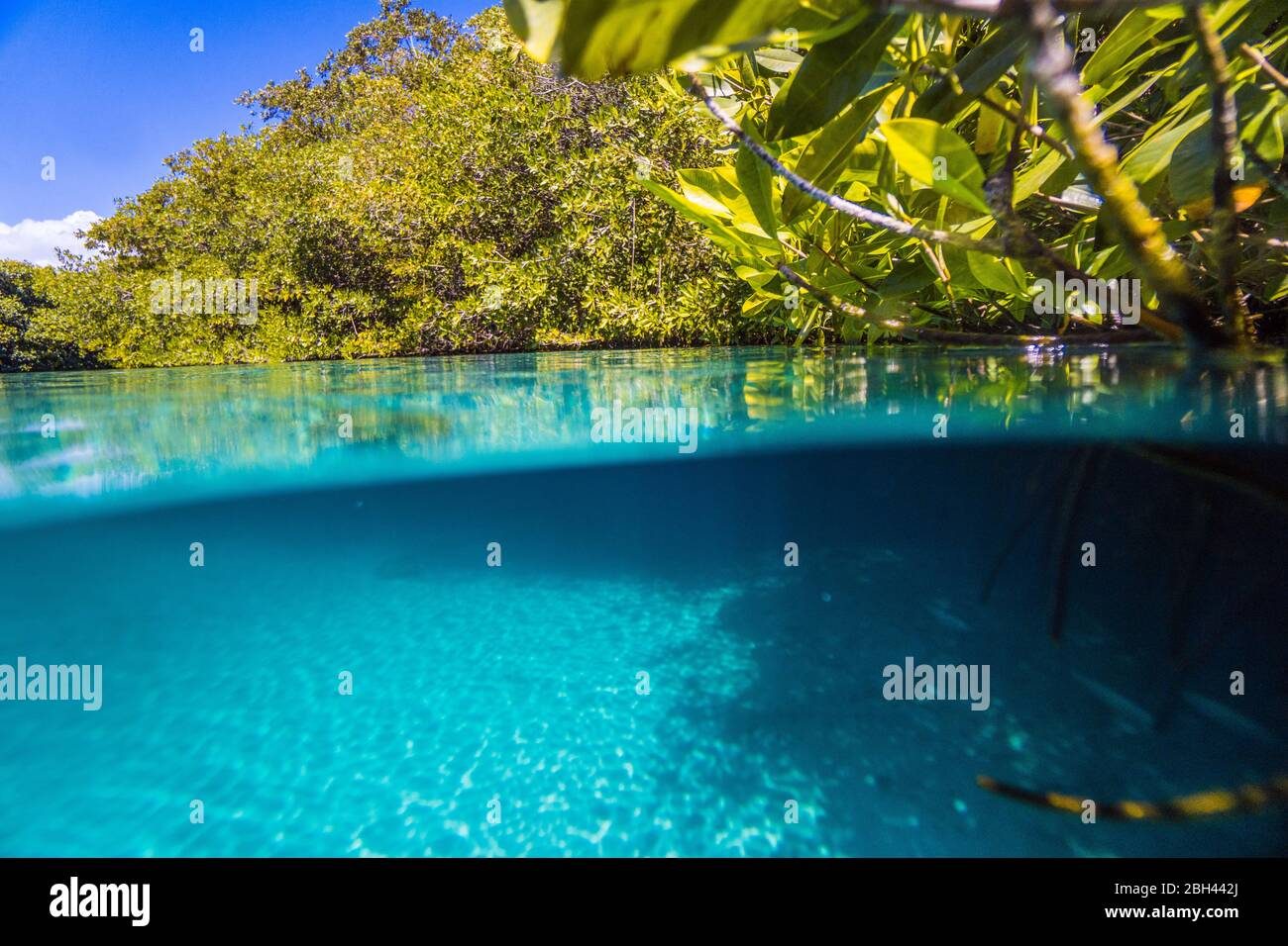 Mexico cenote fish hi-res stock photography and images - Alamy
