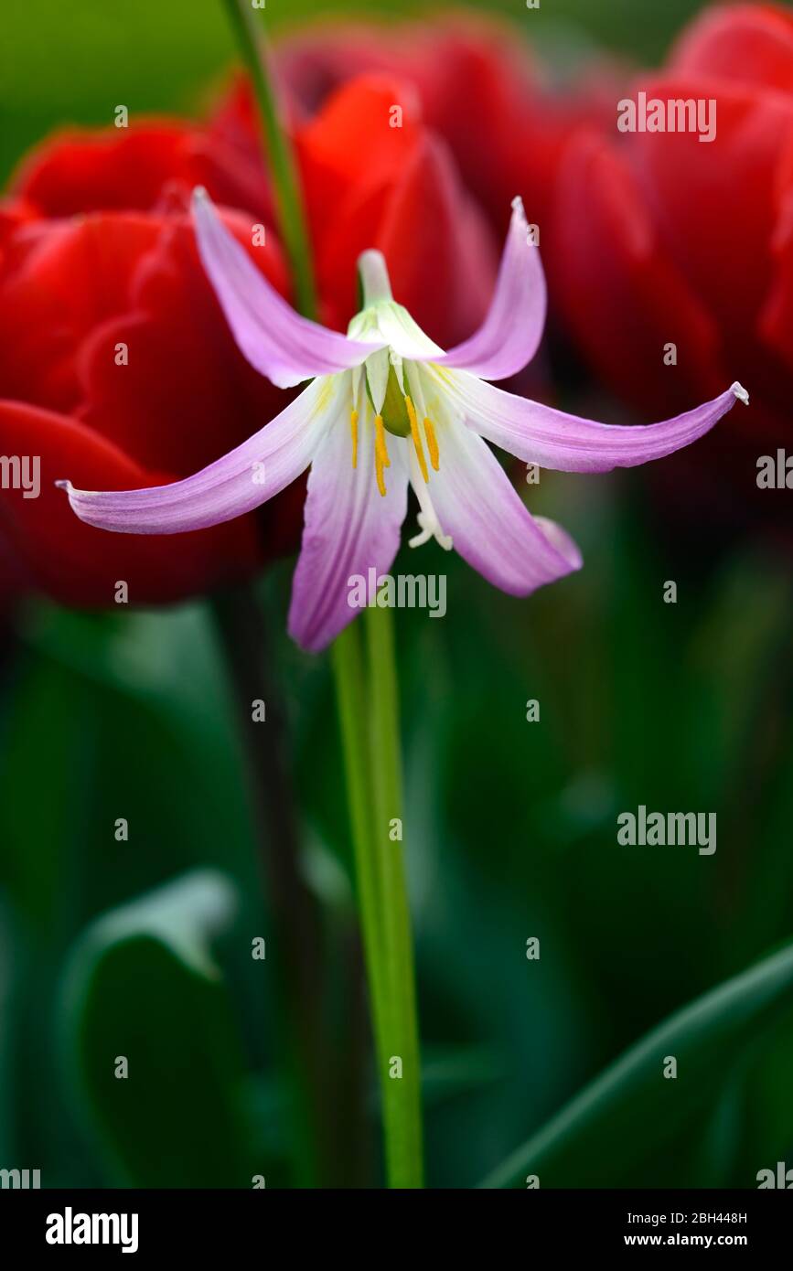 Erythronium hidcote beauty hi-res stock photography and images - Alamy
