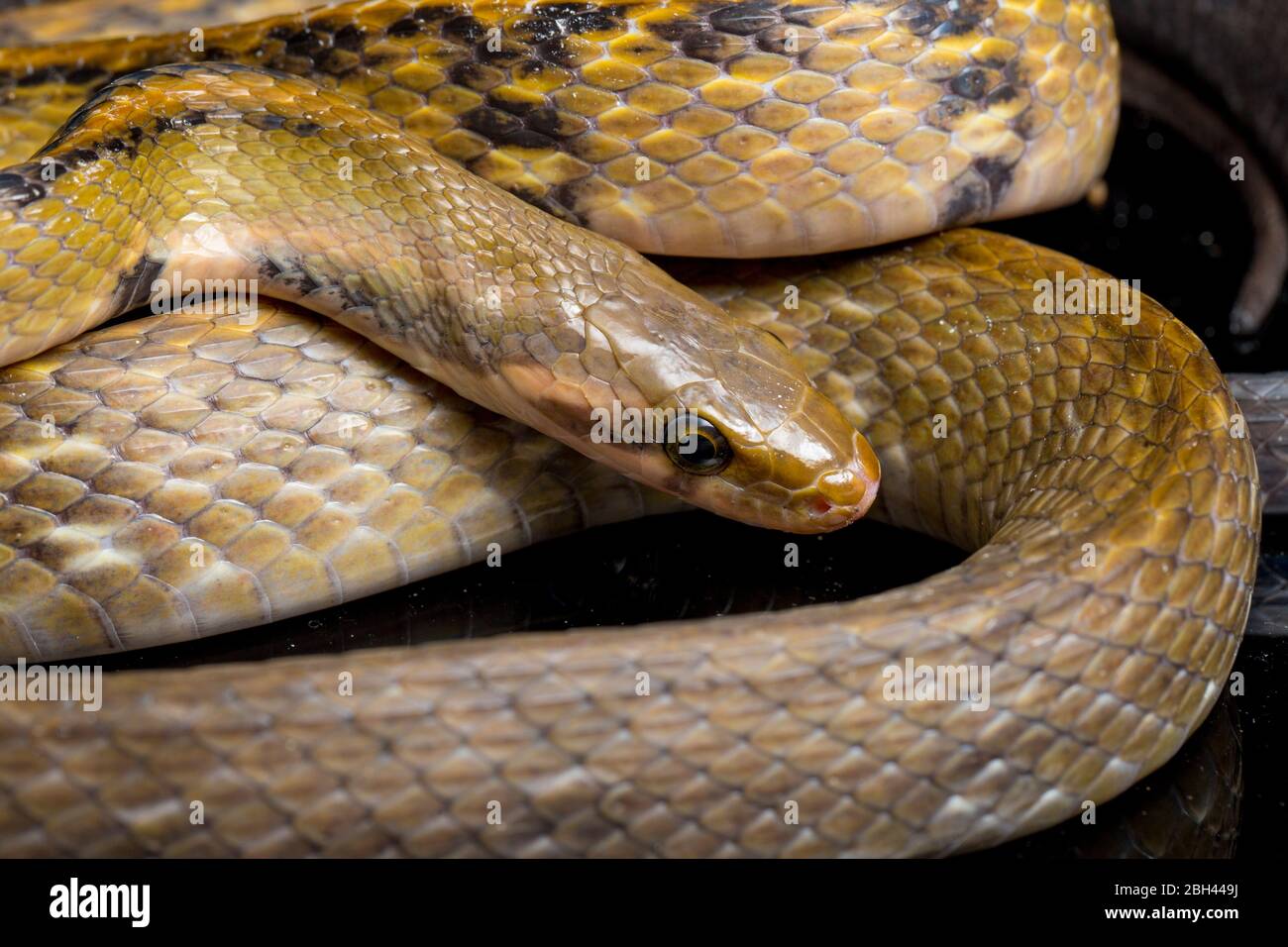 Coelognathus flavolineatus, the black copper rat snake or yellow ...