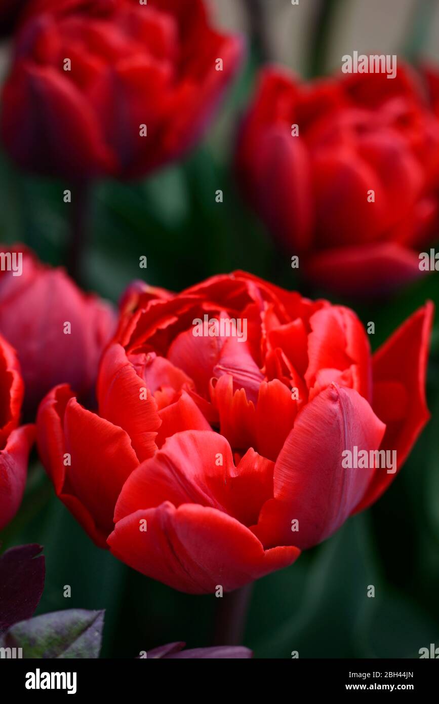 Tulip red princess hi-res stock photography and images - Alamy