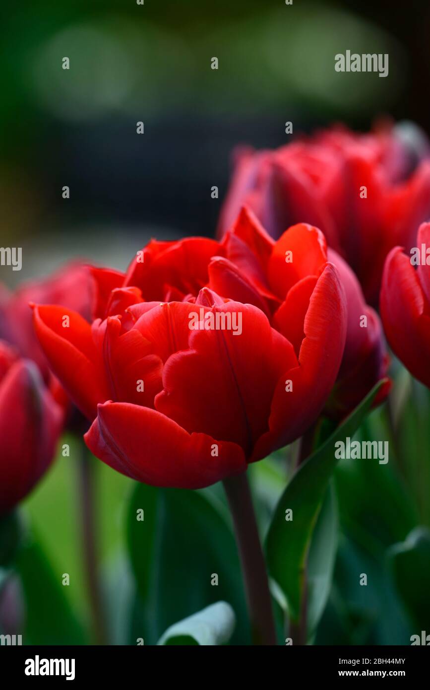 Red princess tulip hi-res stock photography and images - Alamy