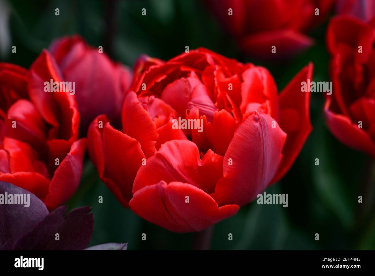 Tulip red princess hi-res stock photography and images - Alamy