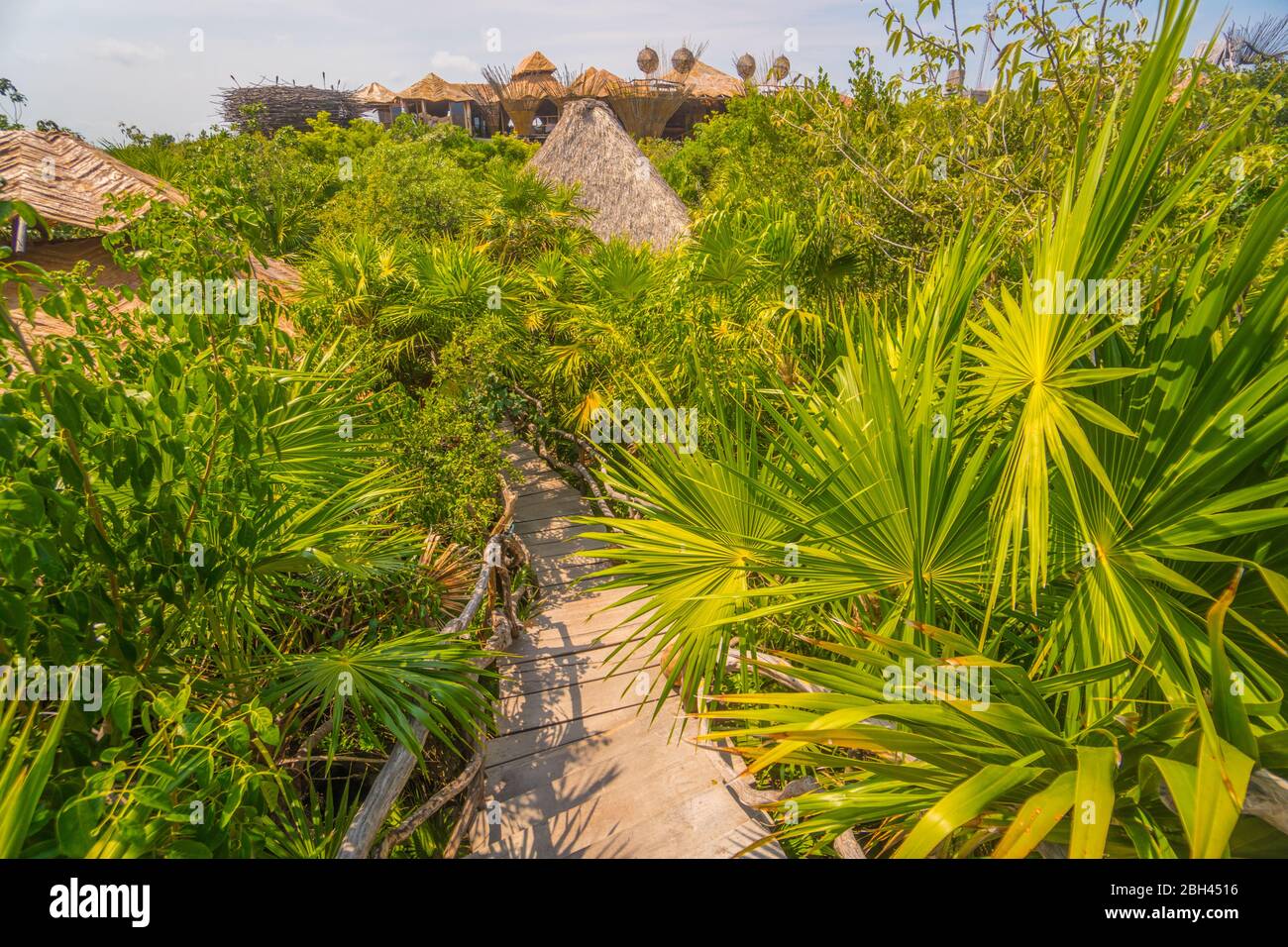 Jungle pathway hi-res stock photography and images - Alamy