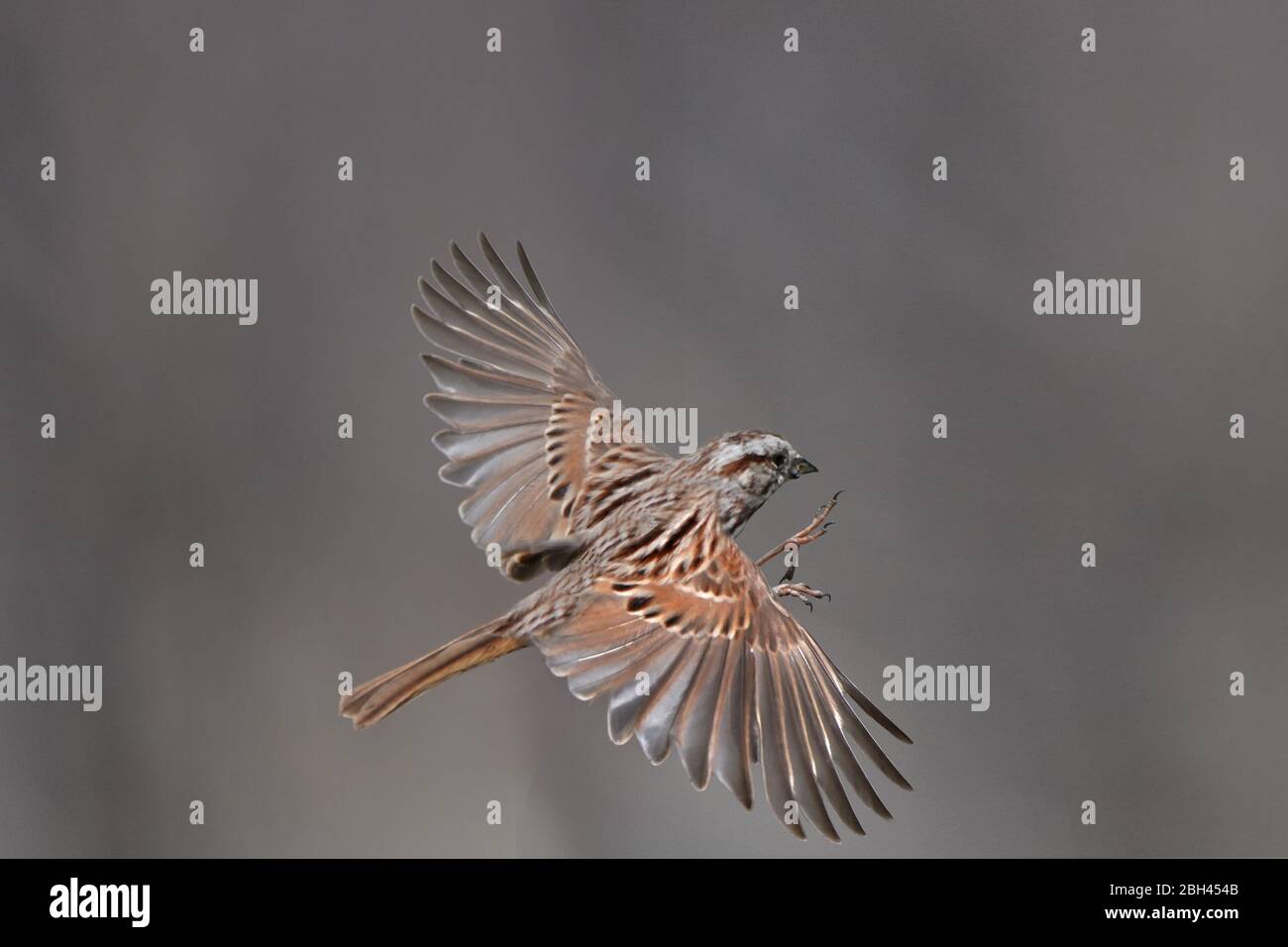 Song Sparrow in flight wings open Stock Photo - Alamy