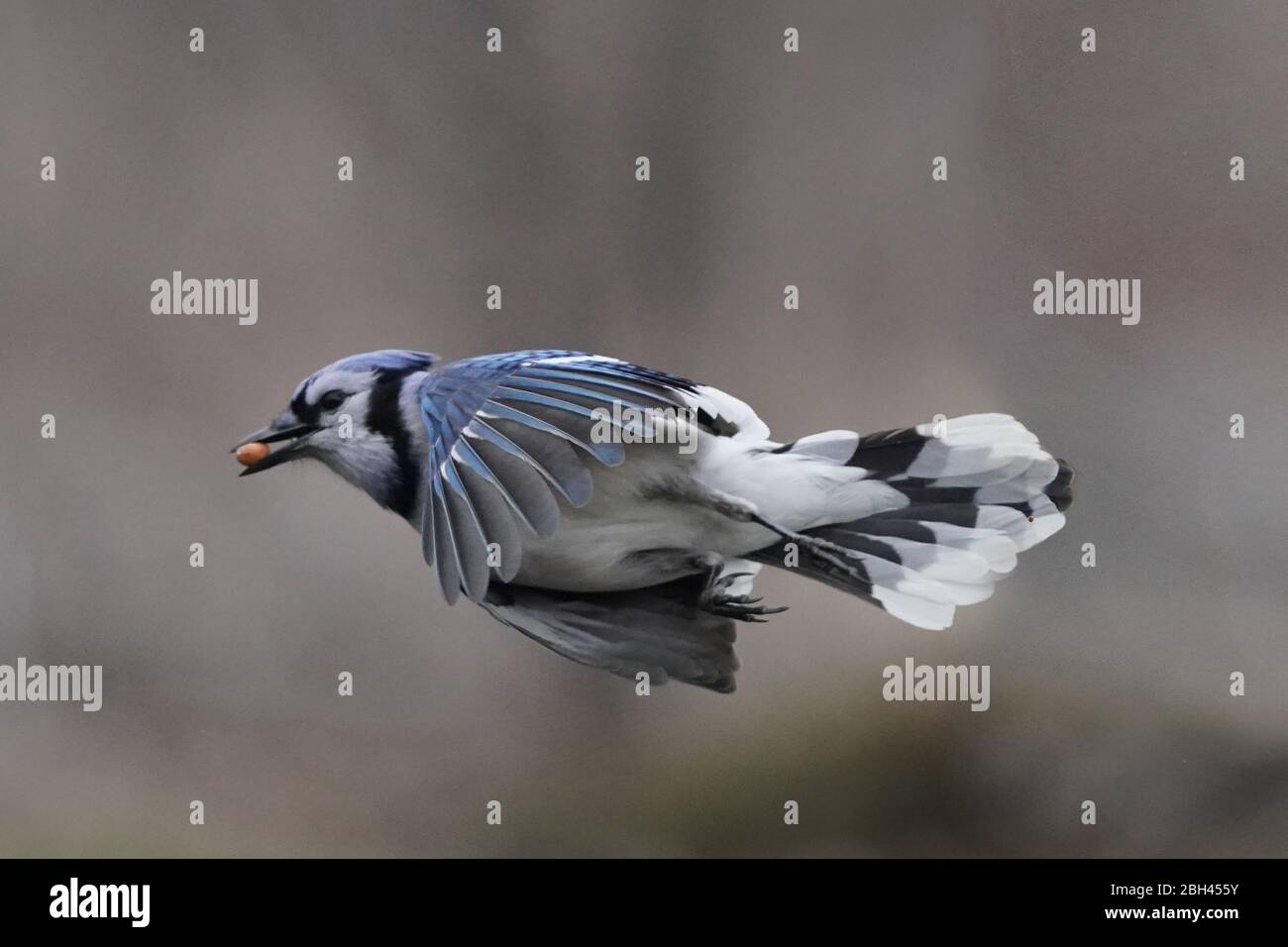 Blue Jay closeup in flight with beautiful colours Stock Photo - Alamy