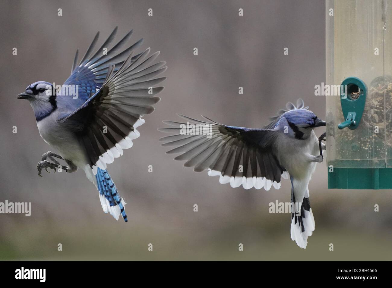 Blue Jay closeup in flight with beautiful colours Stock Photo - Alamy