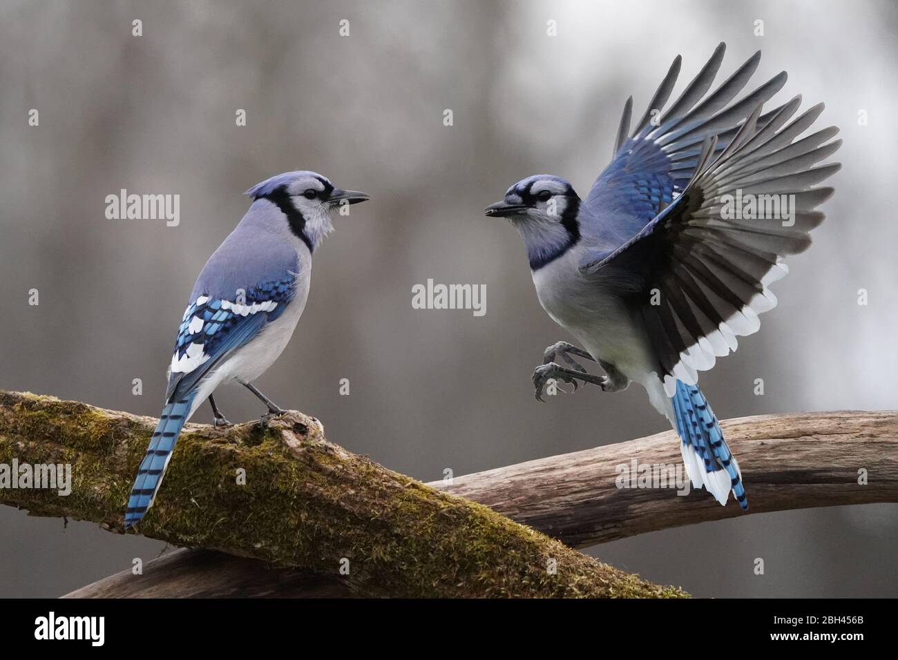 Male And Female Blue Jays