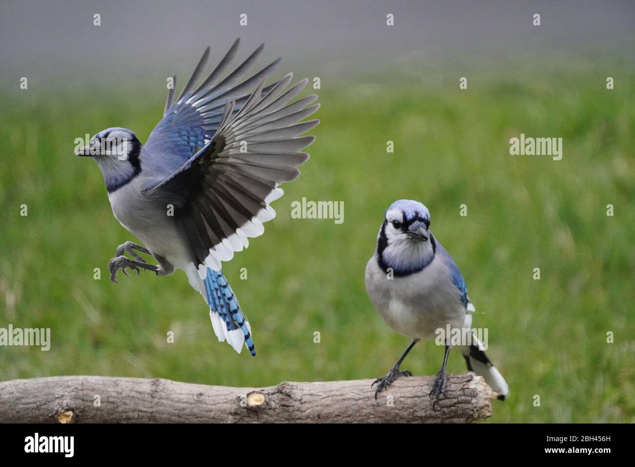 Blue Jay closeup in flight with beautiful colours Stock Photo - Alamy