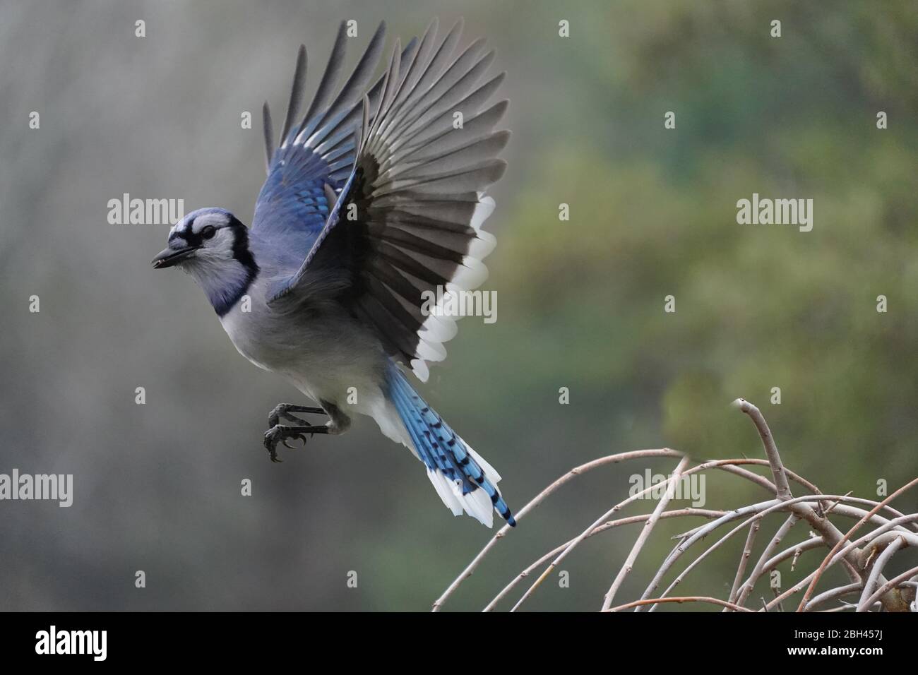 Blue Jay closeup in flight with beautiful colours Stock Photo - Alamy