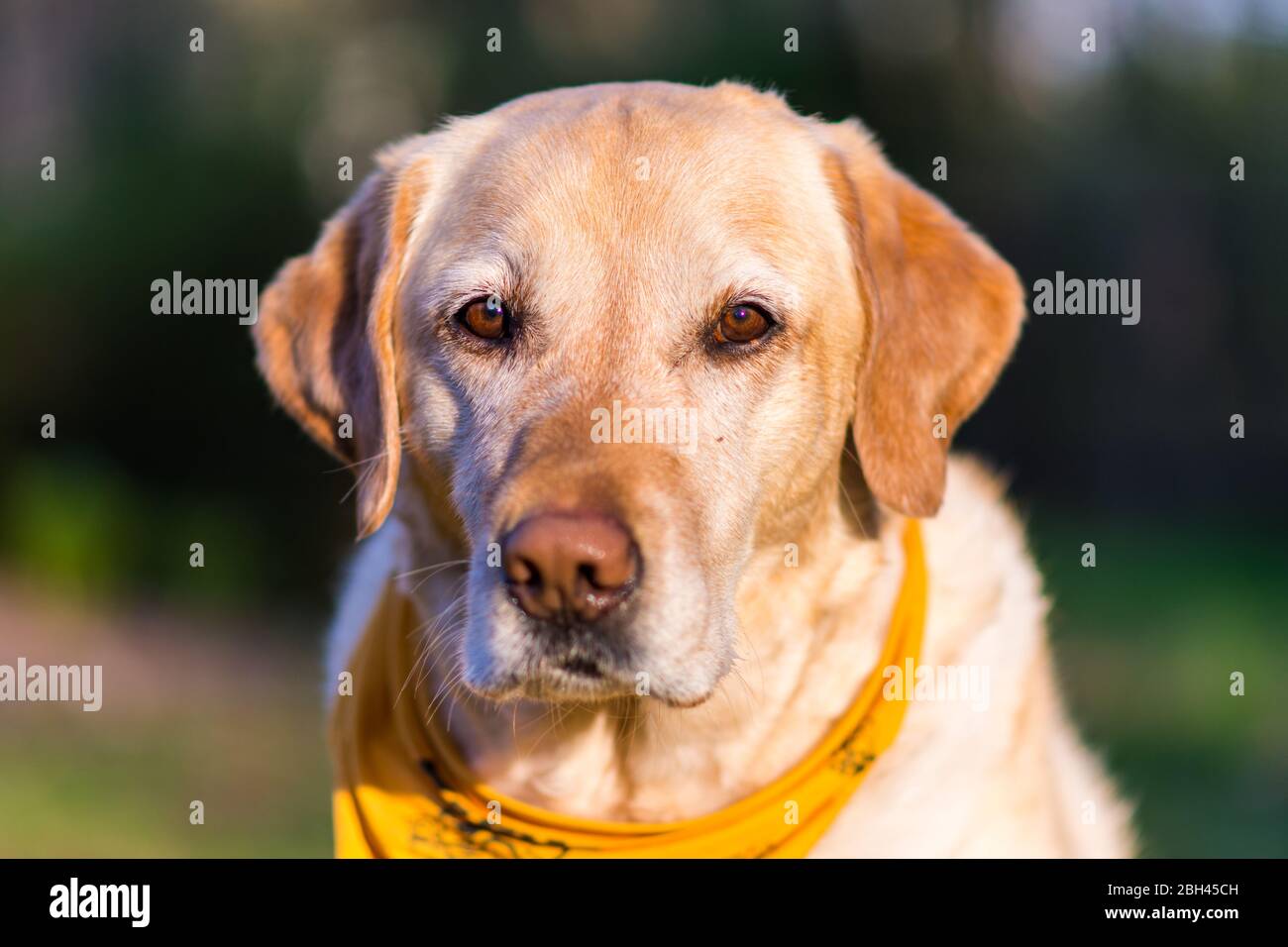 Portrait of Yellow Lab Stock Photo - Alamy