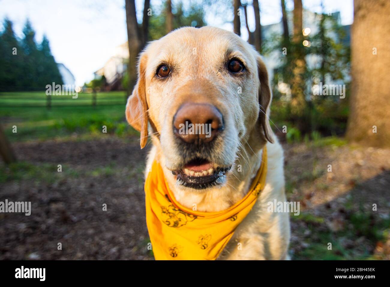 Portrait of Yellow Lab Stock Photo - Alamy