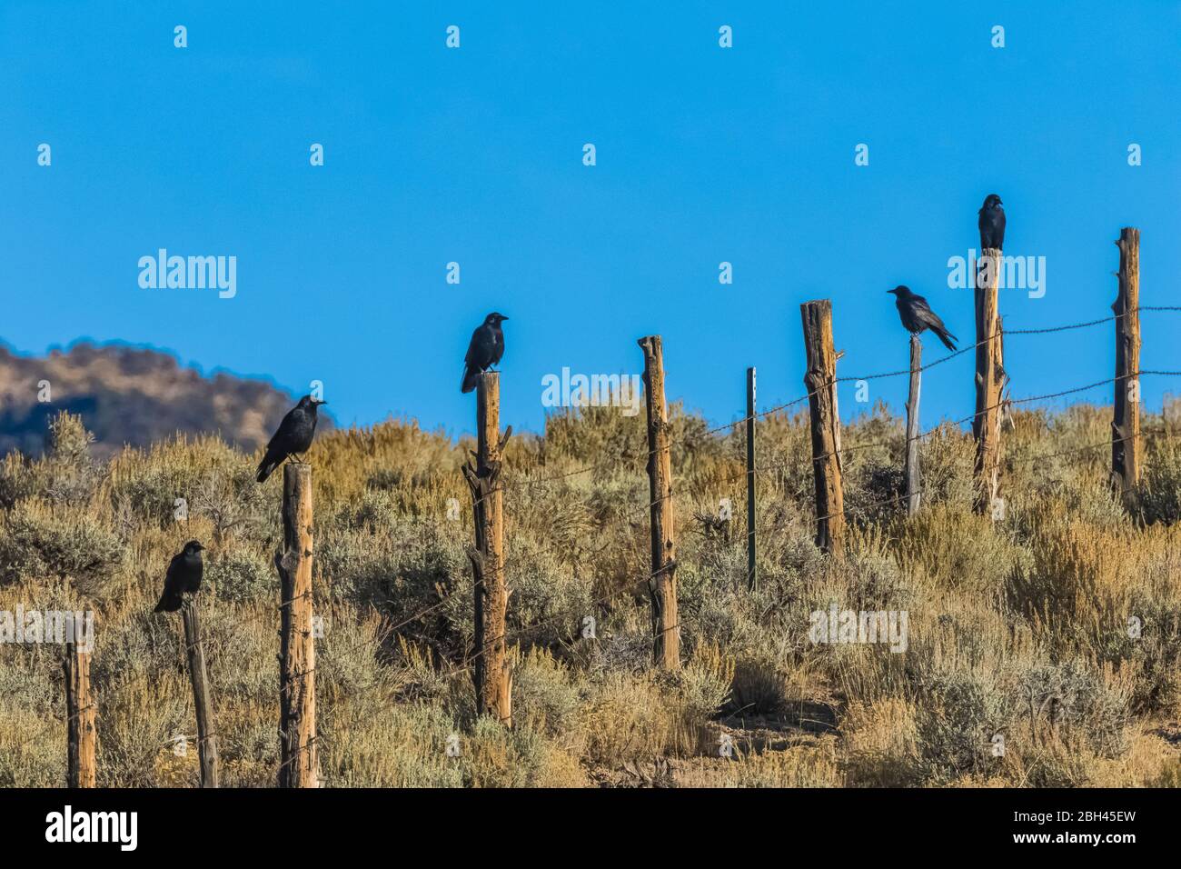 Camp bird mine hi-res stock photography and images - Alamy