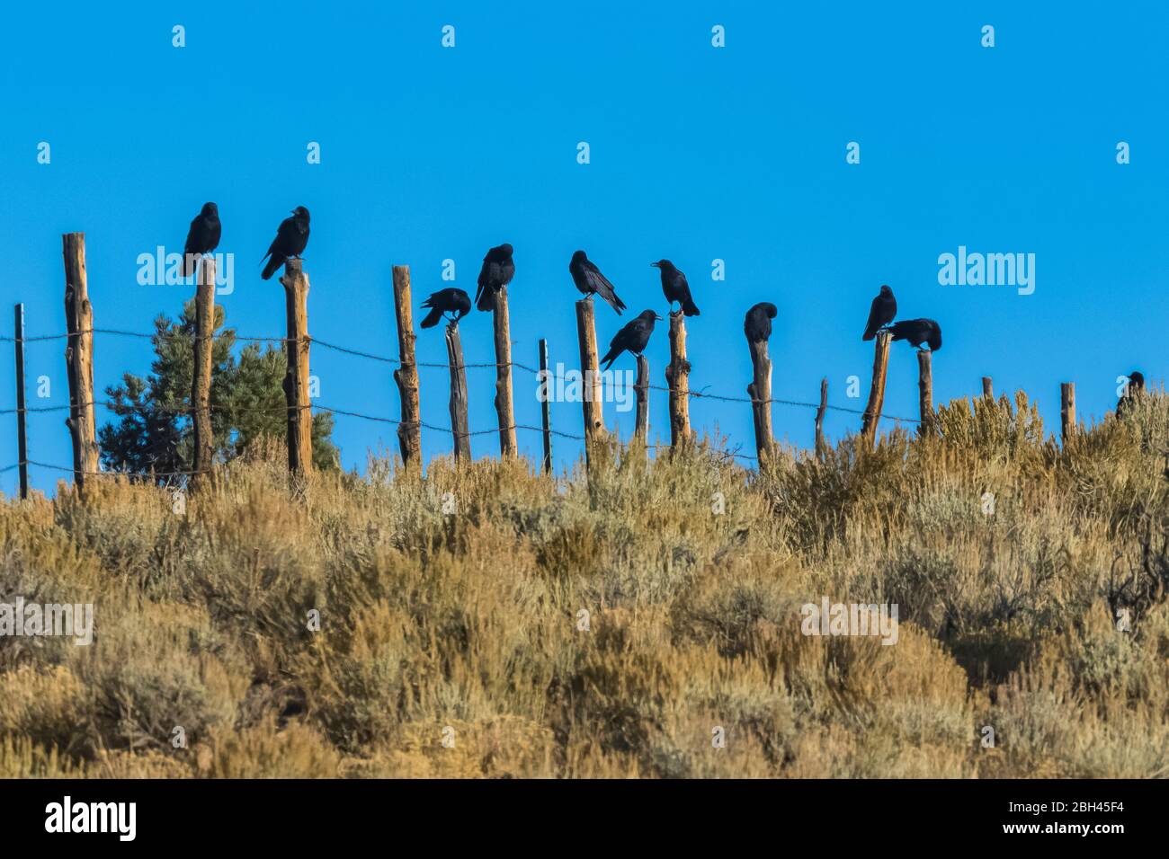 Camp bird mine hi-res stock photography and images - Alamy