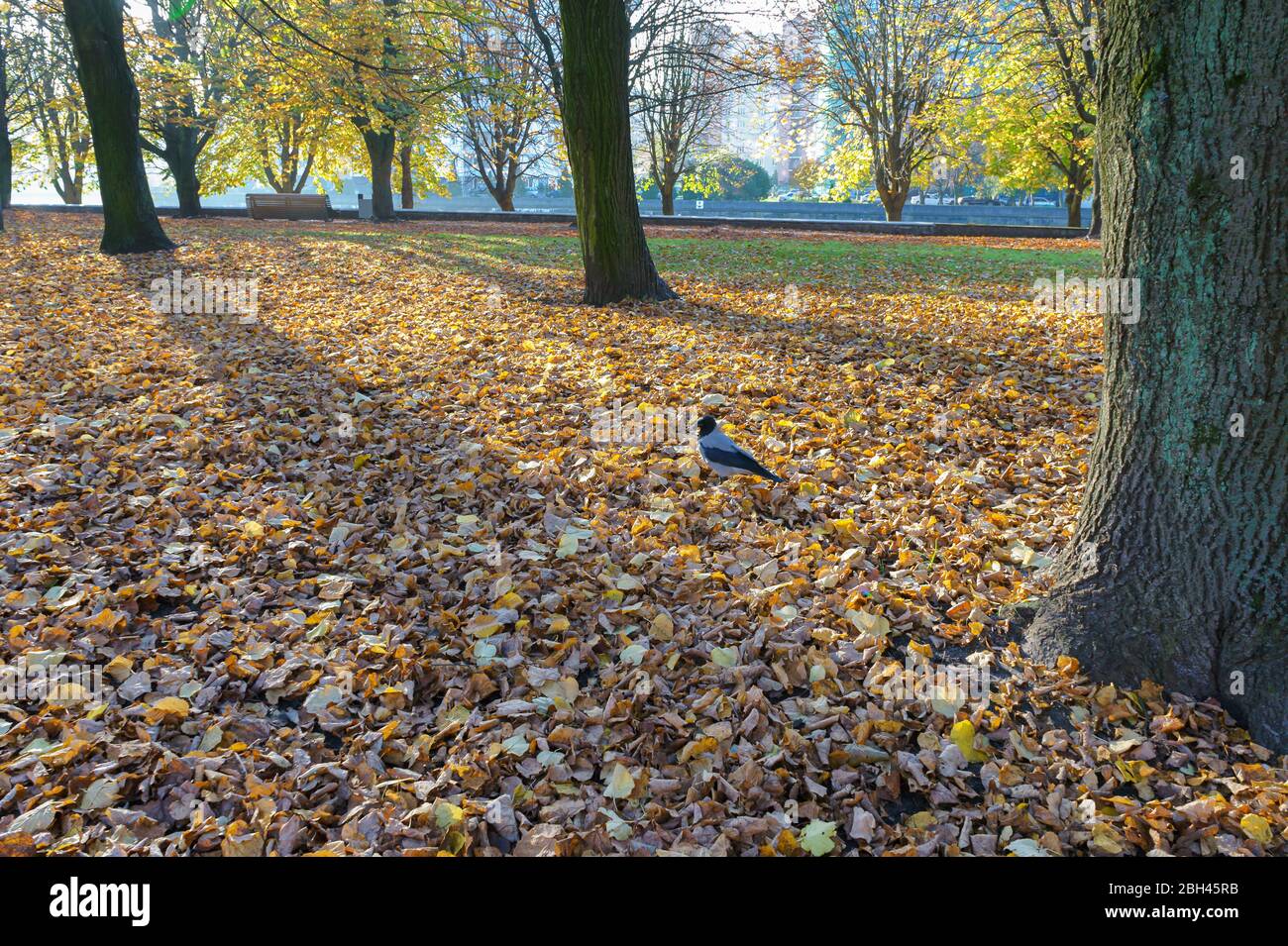 black Raven in autumn in the Park, Raven walks in dry leaves Stock ...