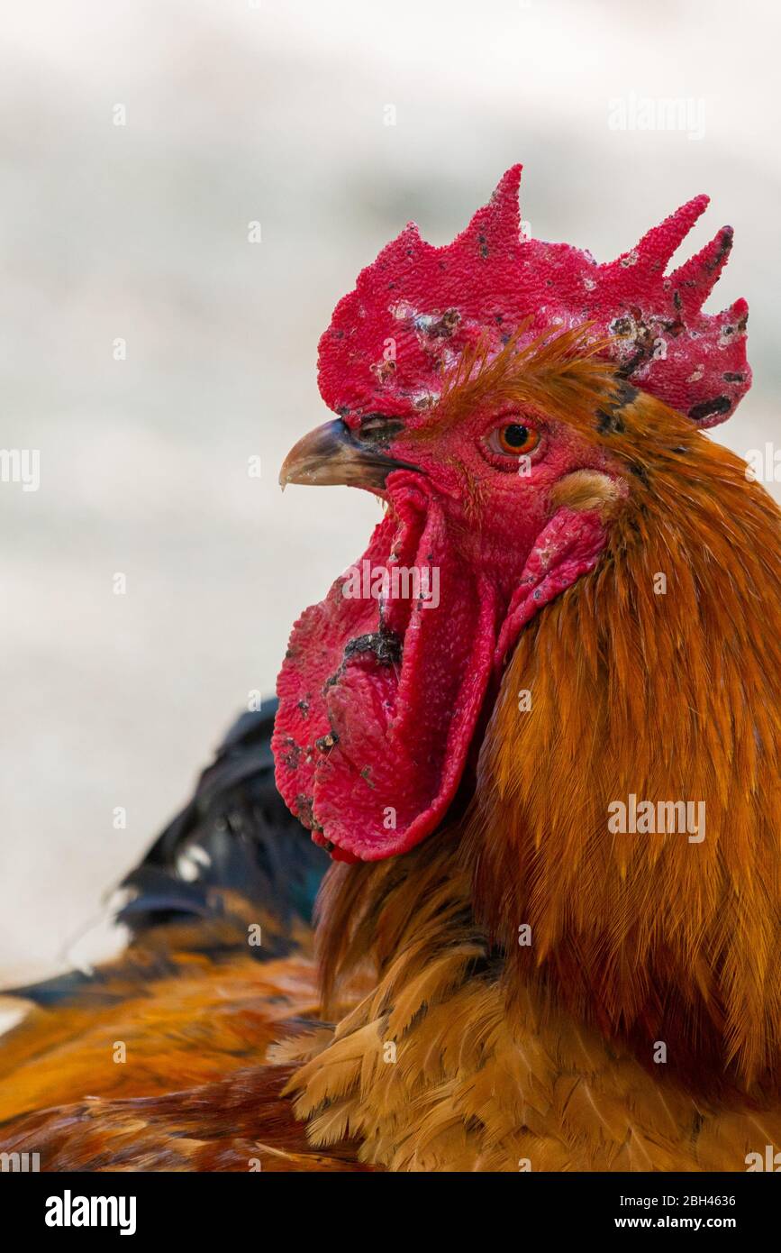 Portrait of the cockerel. Close up head of cock bird. Farm animal Stock ...