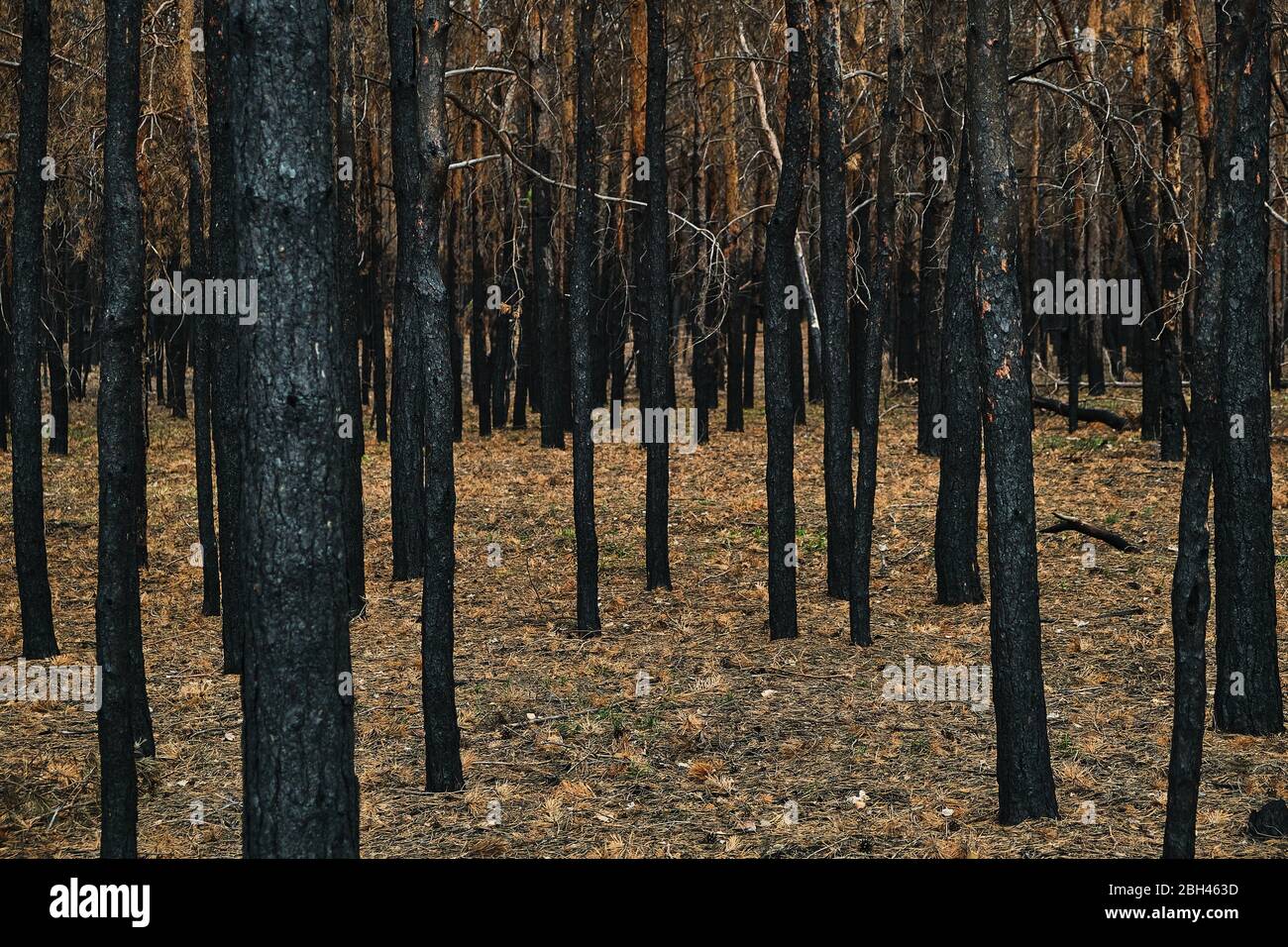 Burned forest, charred trees, forest fires and environmental disaster ...