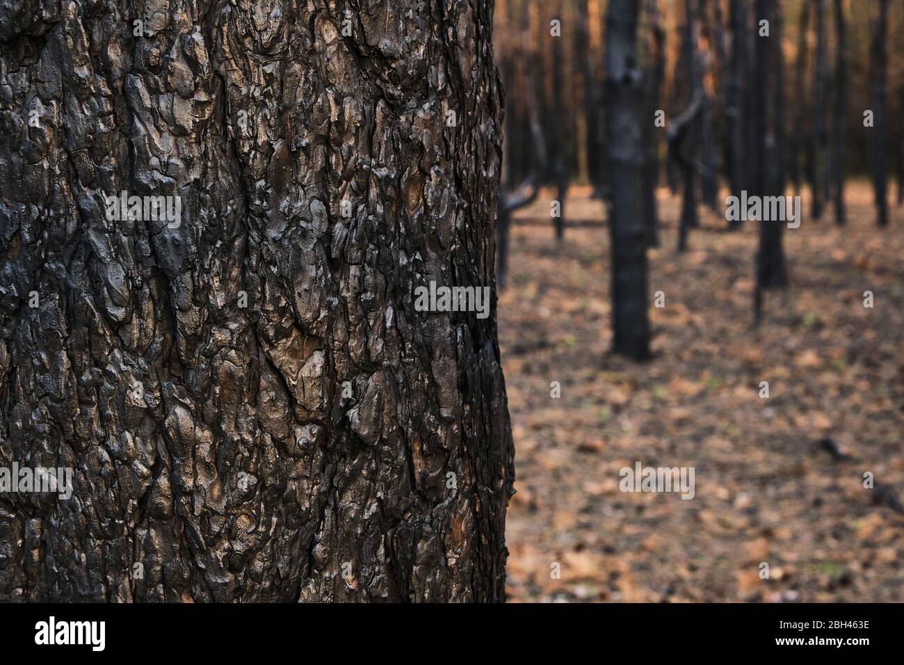 Burned forest, charred trees, forest fires and environmental disaster ...