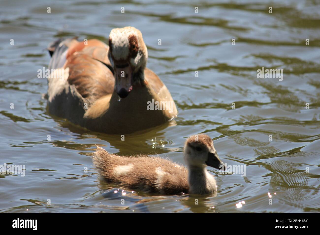 Egyptian geese in citypark in Nijmegen, the Netherlands Stock Photo - Alamy
