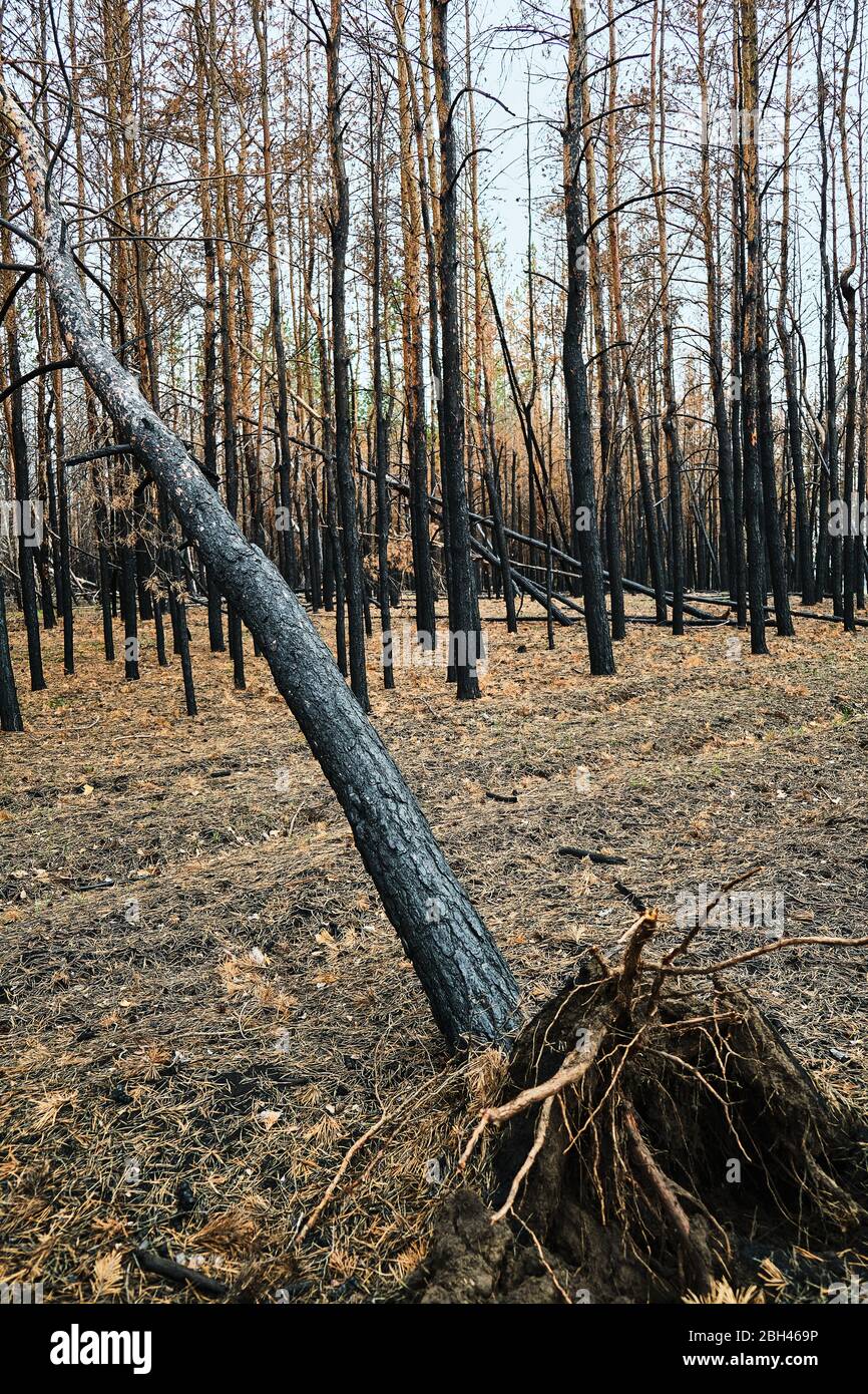 Burnt forest fallen trunks hi-res stock photography and images - Alamy