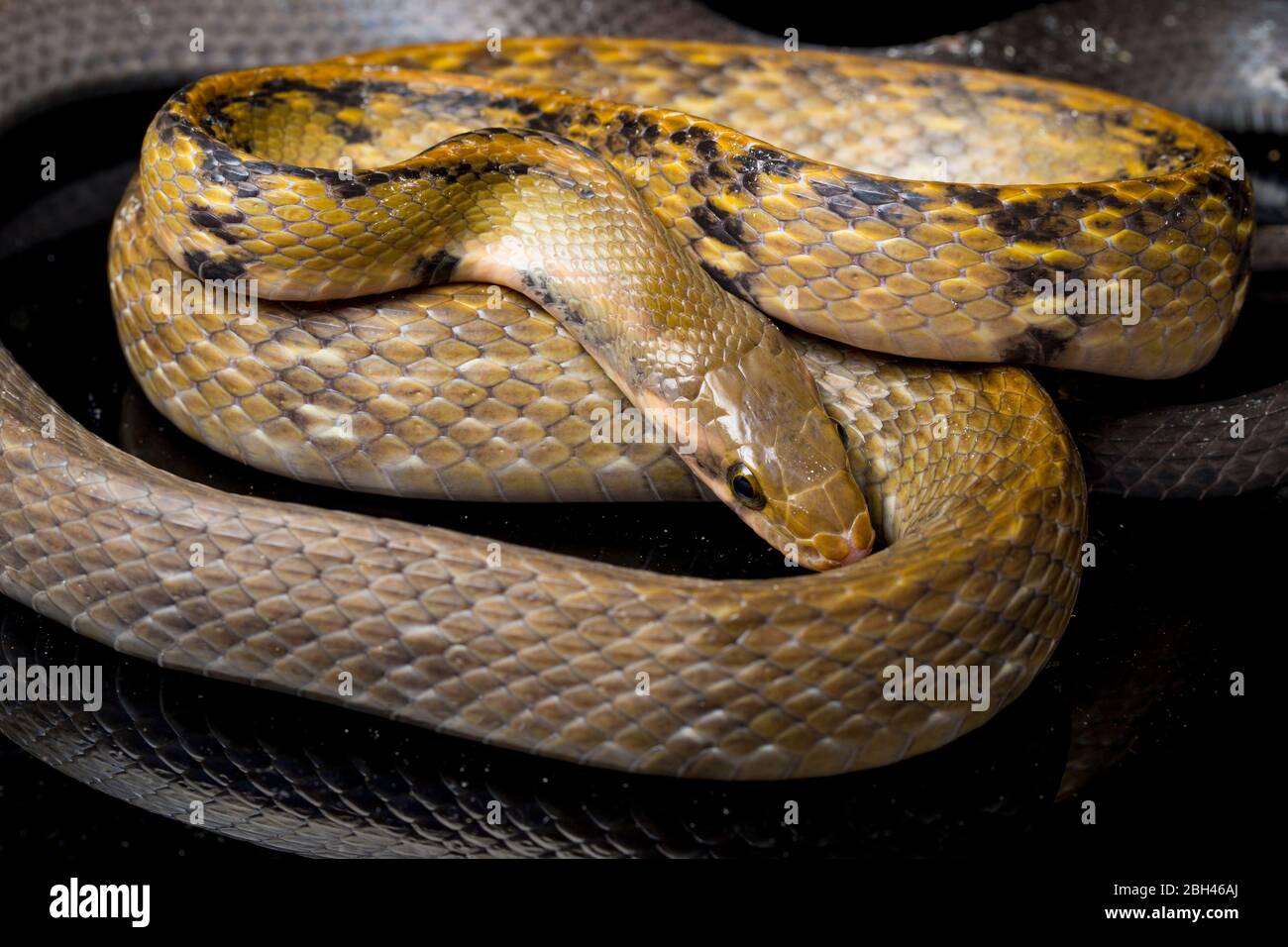 Coelognathus flavolineatus, the black copper rat snake or yellow striped snake, is a species of ...