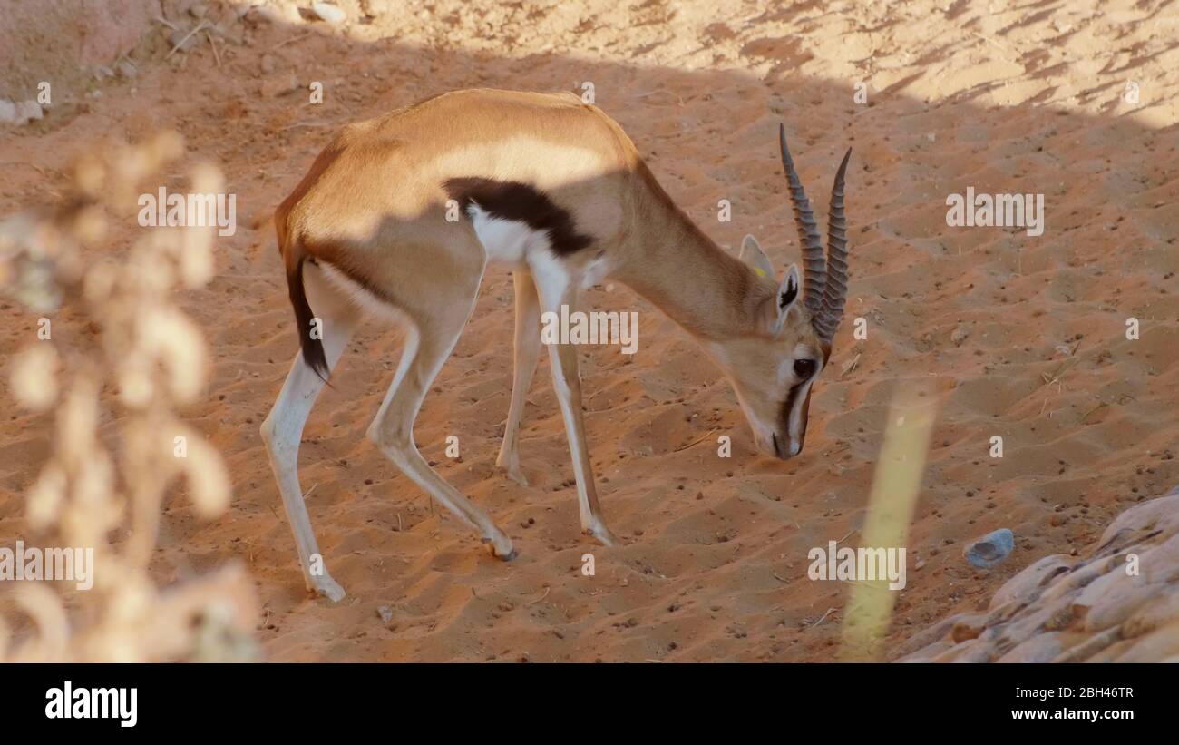 Gazelle in the zoo of the arab emirates Stock Photo - Alamy