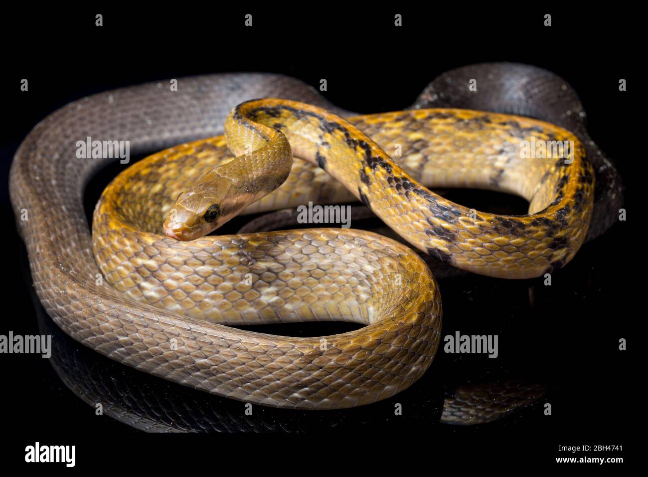 Coelognathus flavolineatus, the black copper rat snake or yellow striped snake, is a species of ...