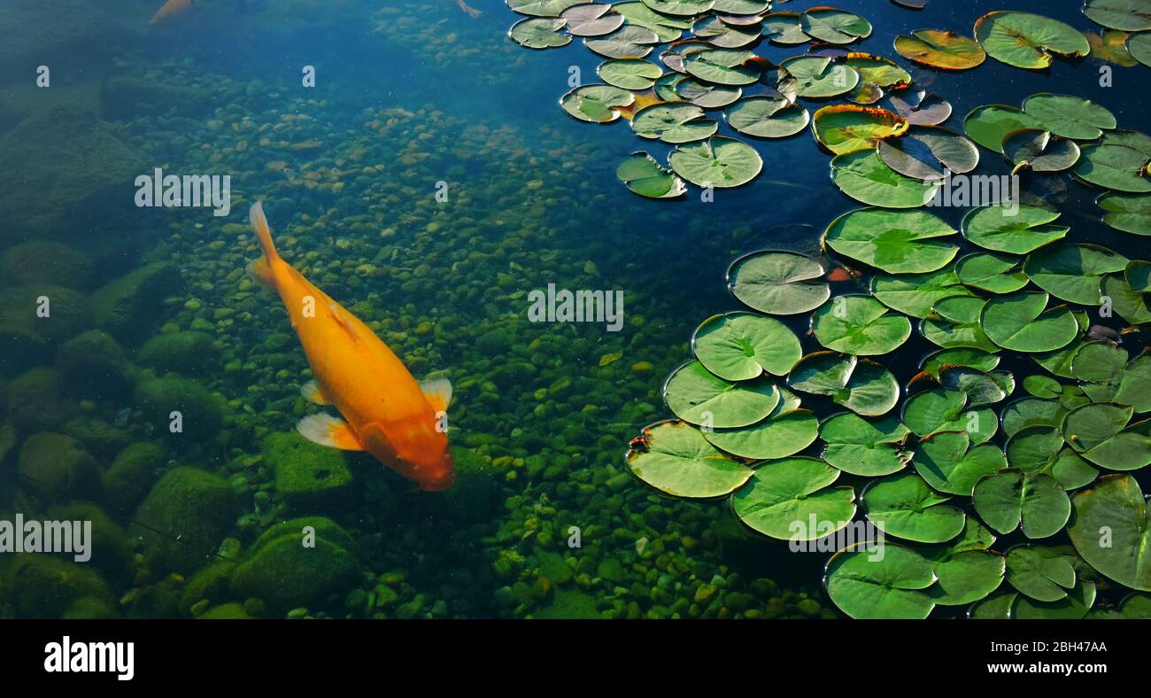 colorful koi fish in the lake float Among water lilies in an artificial ...