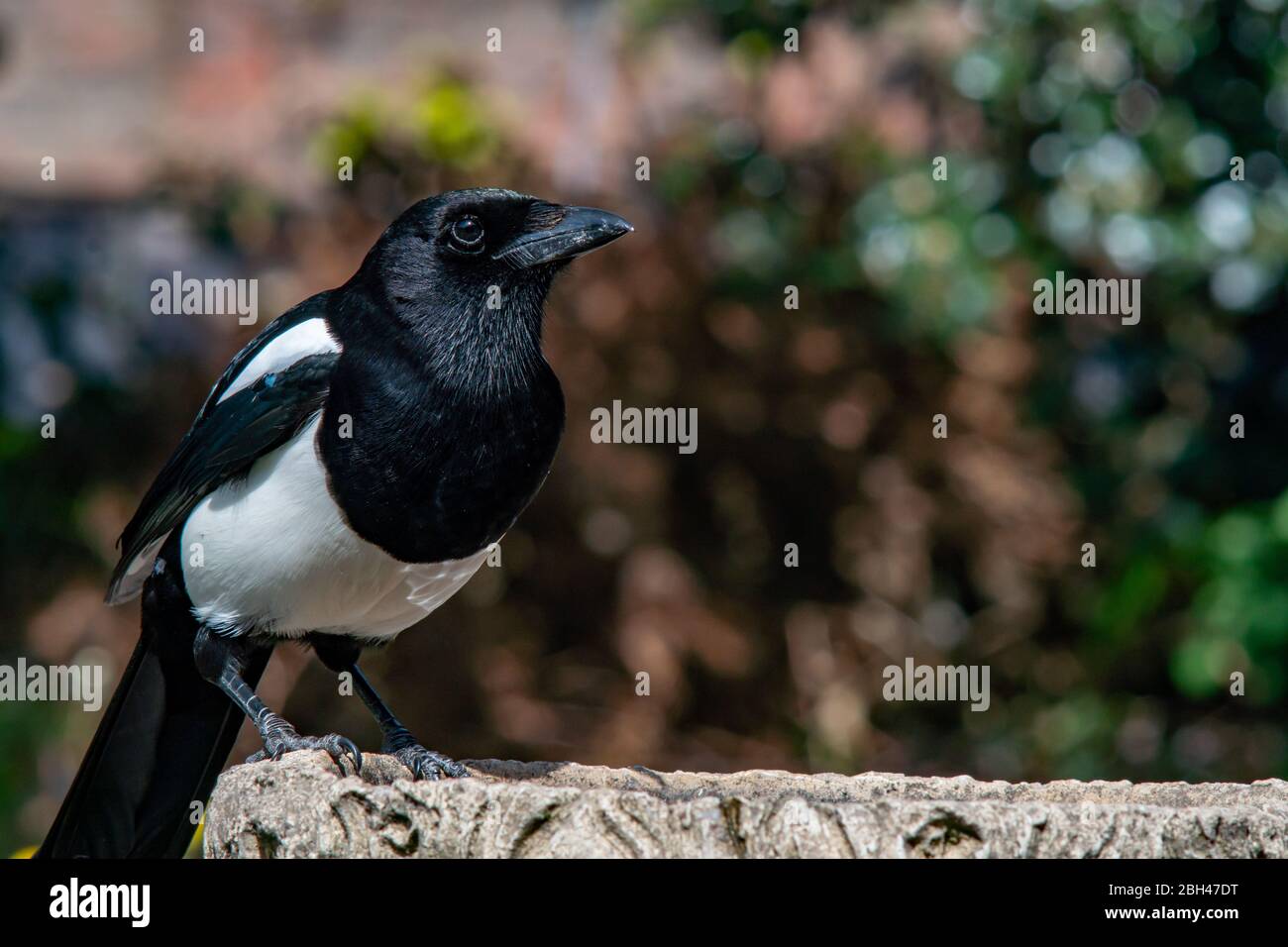 Magpie Pica pica, single bird drinking from bird bath. Spring. British ...